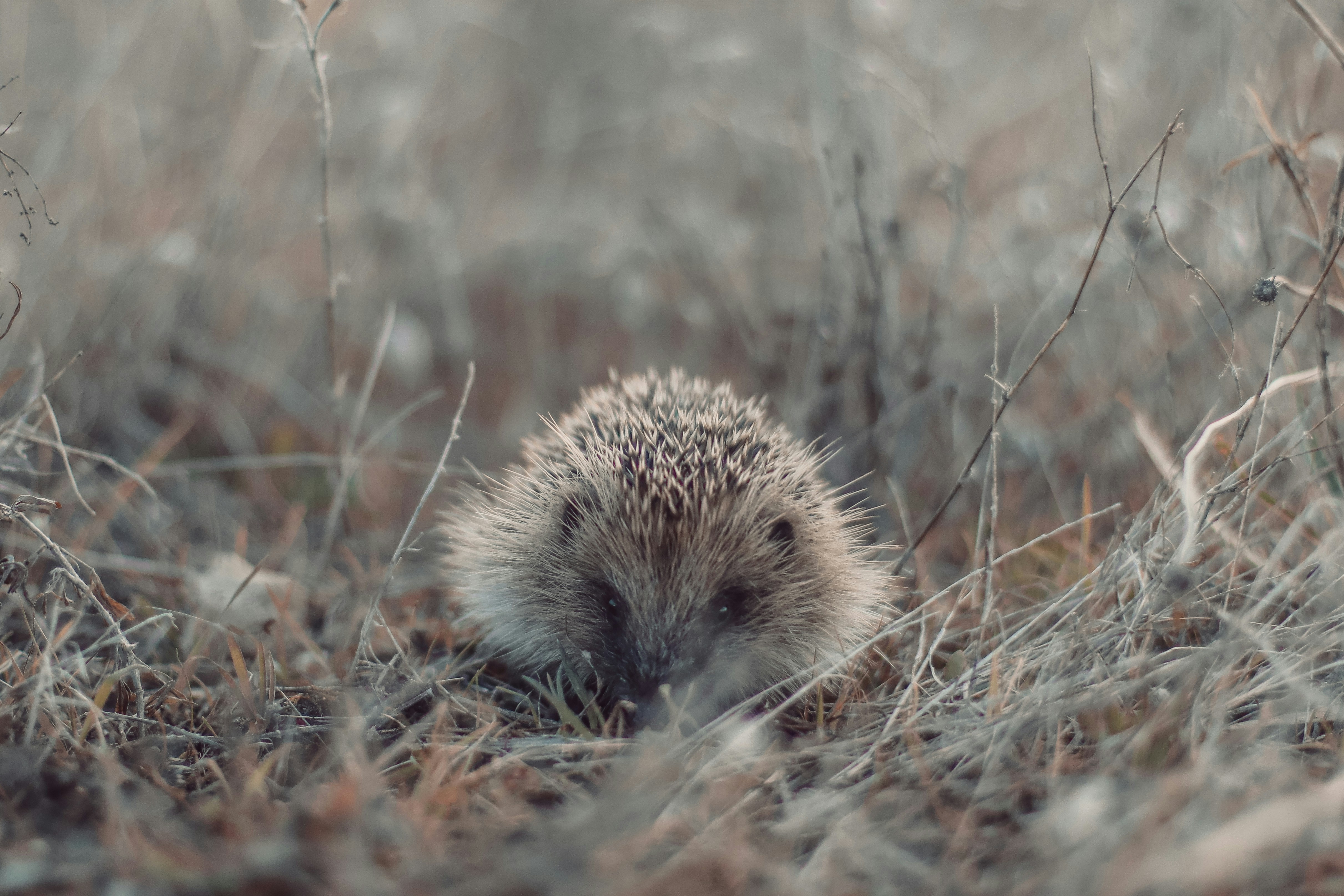 brown hedgehog on brown grass during daytimemae black