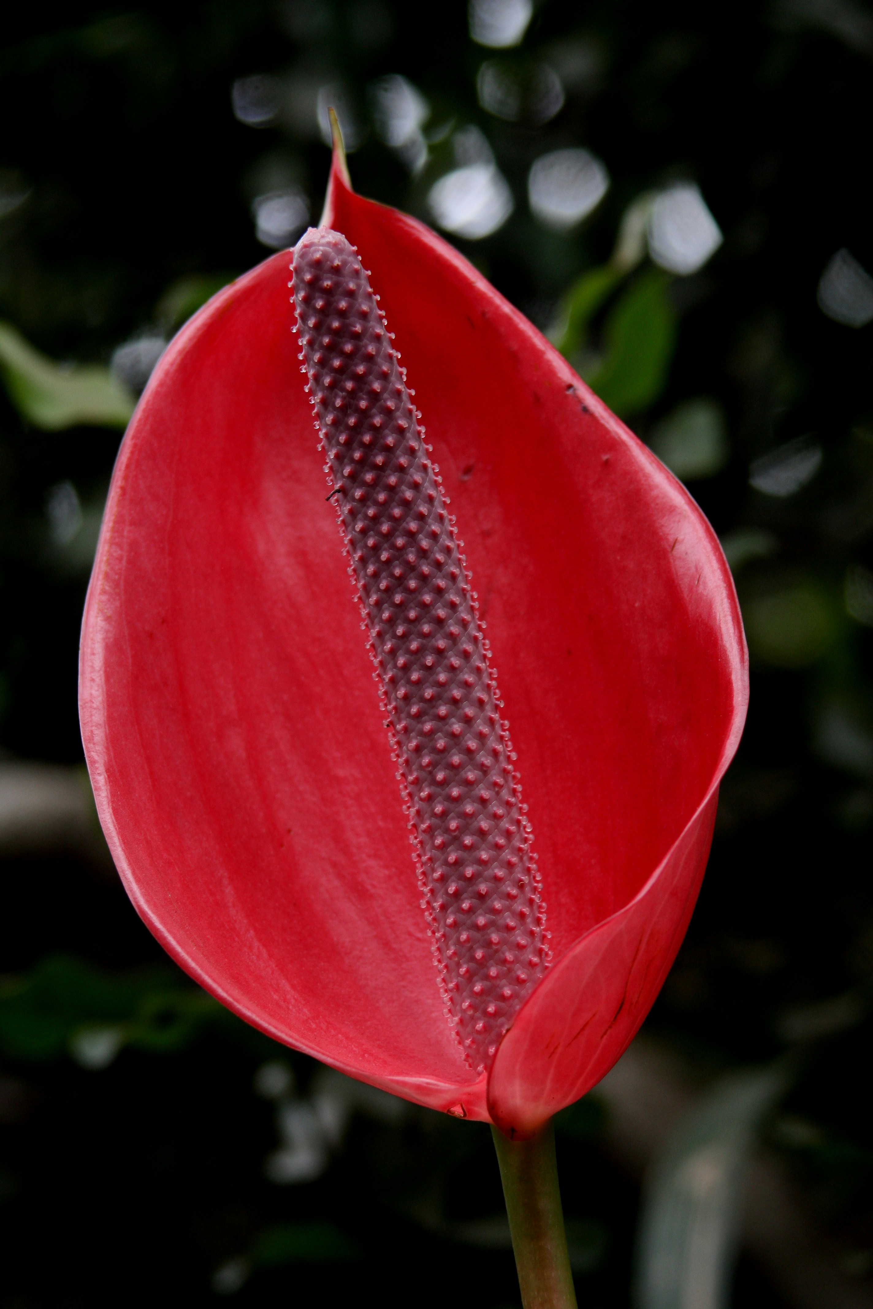 Crimson Spadix Macro: Velvet Core of an Anthurium