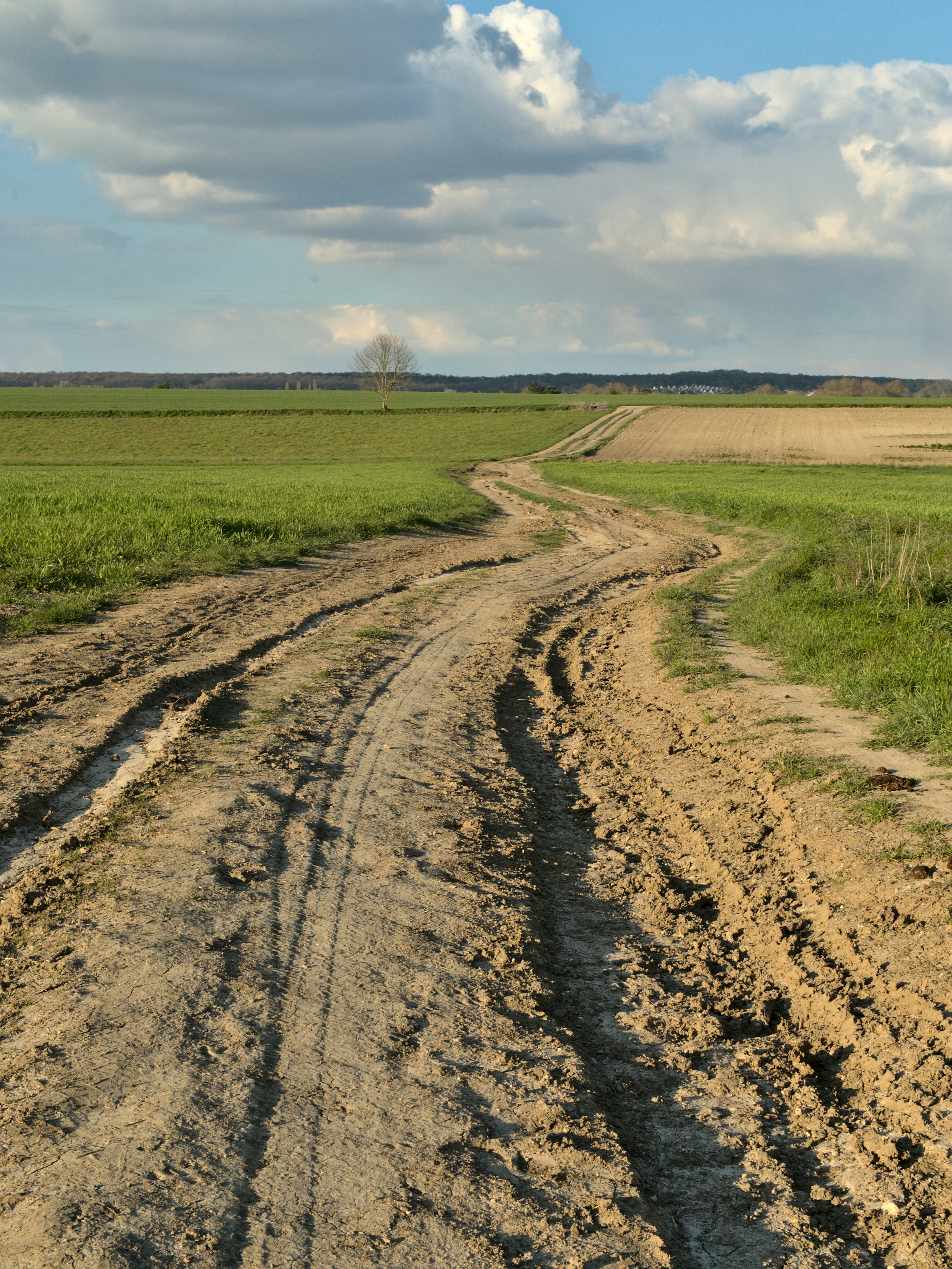Curved dirt path meandering through lush green fields under a partly cloudy sky.