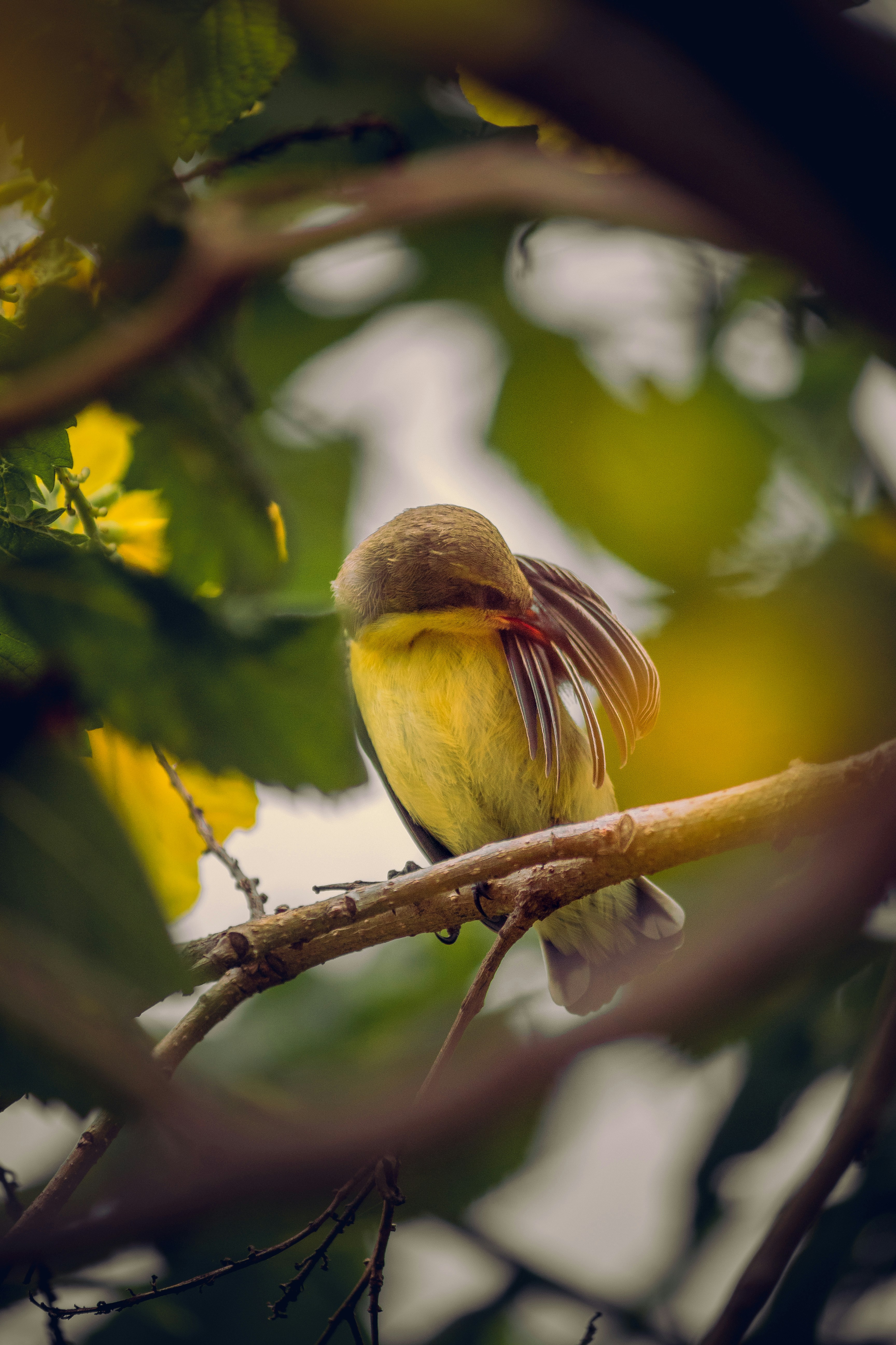 A bird preening itself on a branch amidst vibrant foliage, showcasing the serene moments of nature. The soft focus adds a dreamy quality to the scene.
