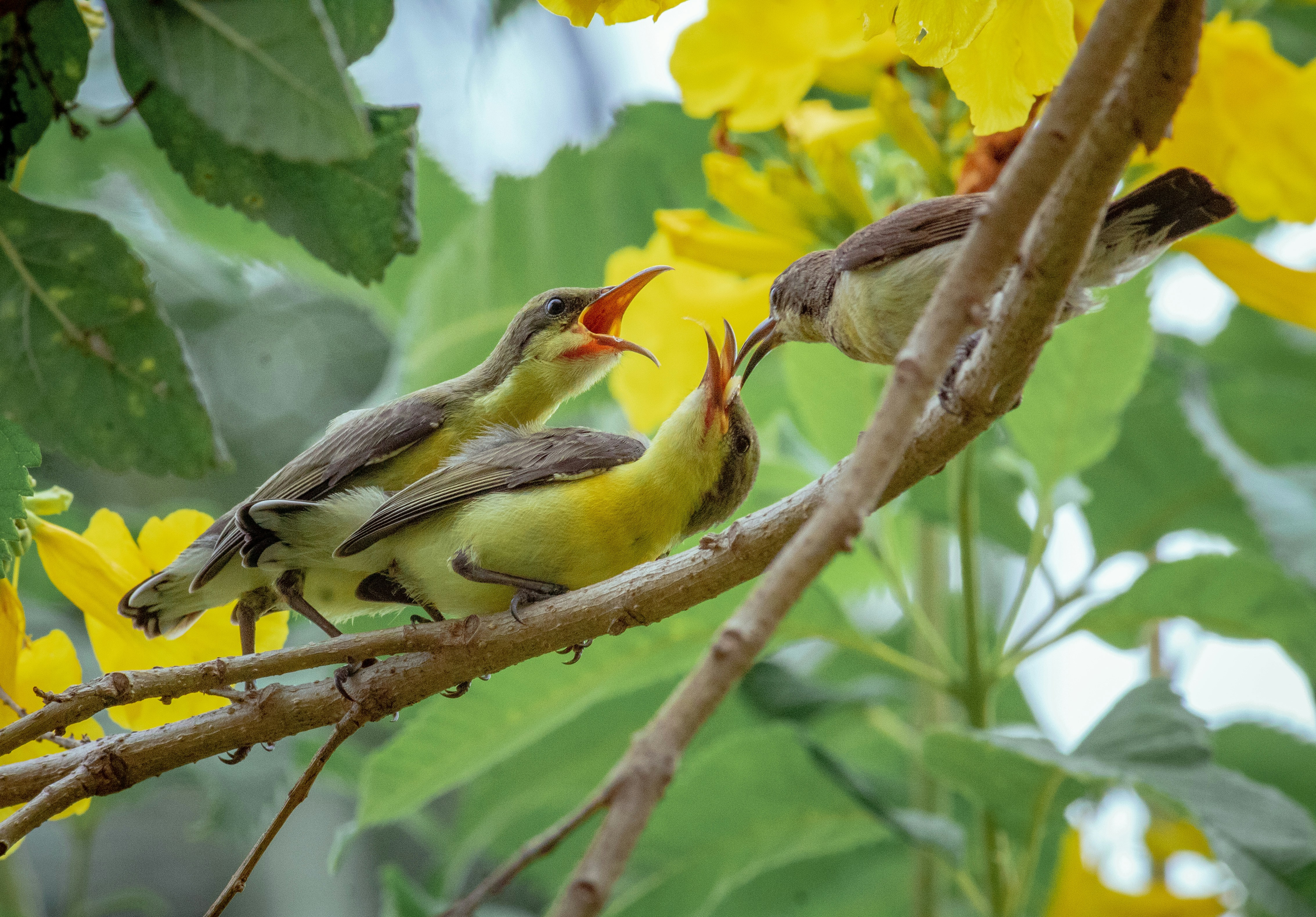 Sunlit Chorus: Three Warblers Feeding Among Yellow Blooms