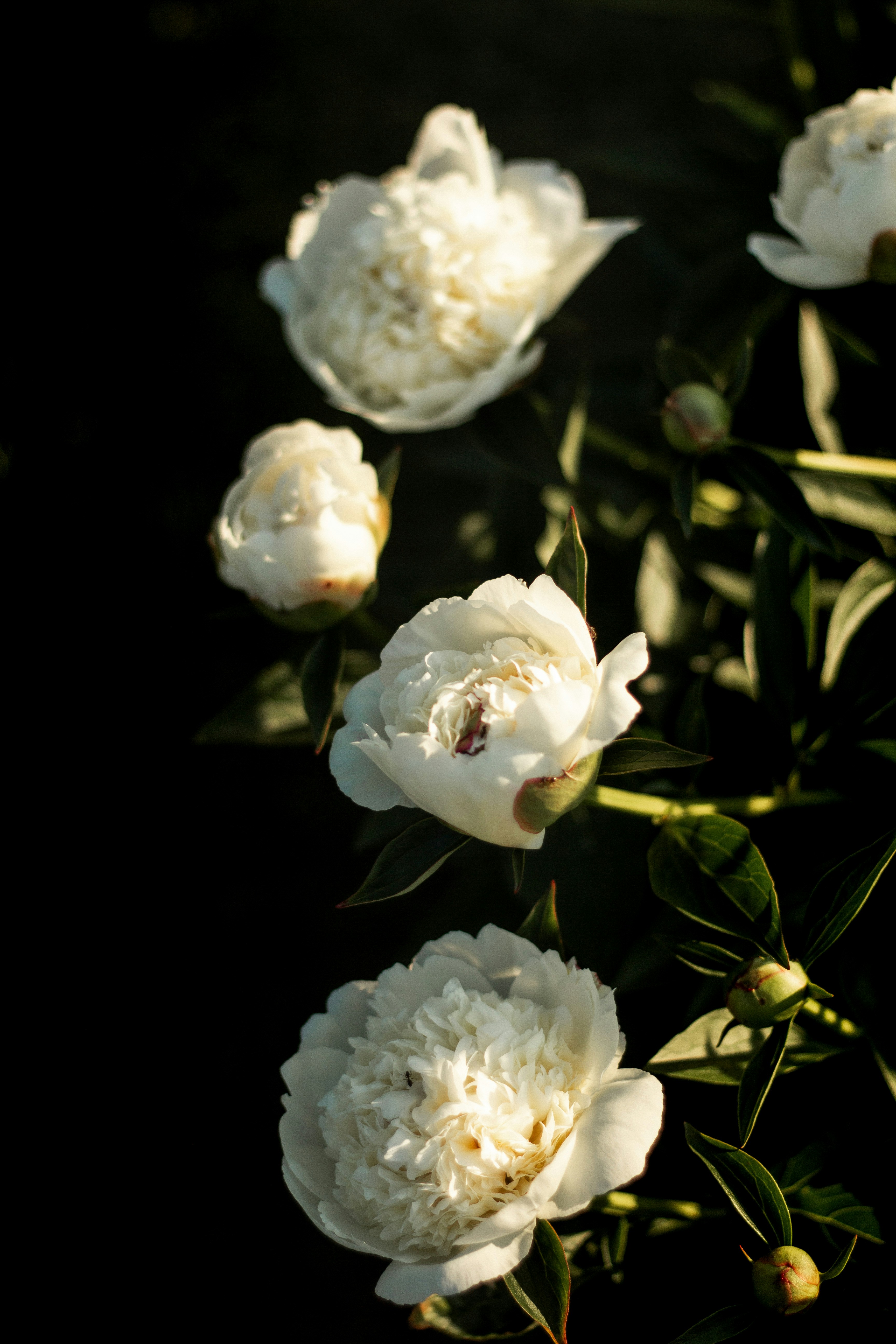 White Peonies in High-Contrast Shade