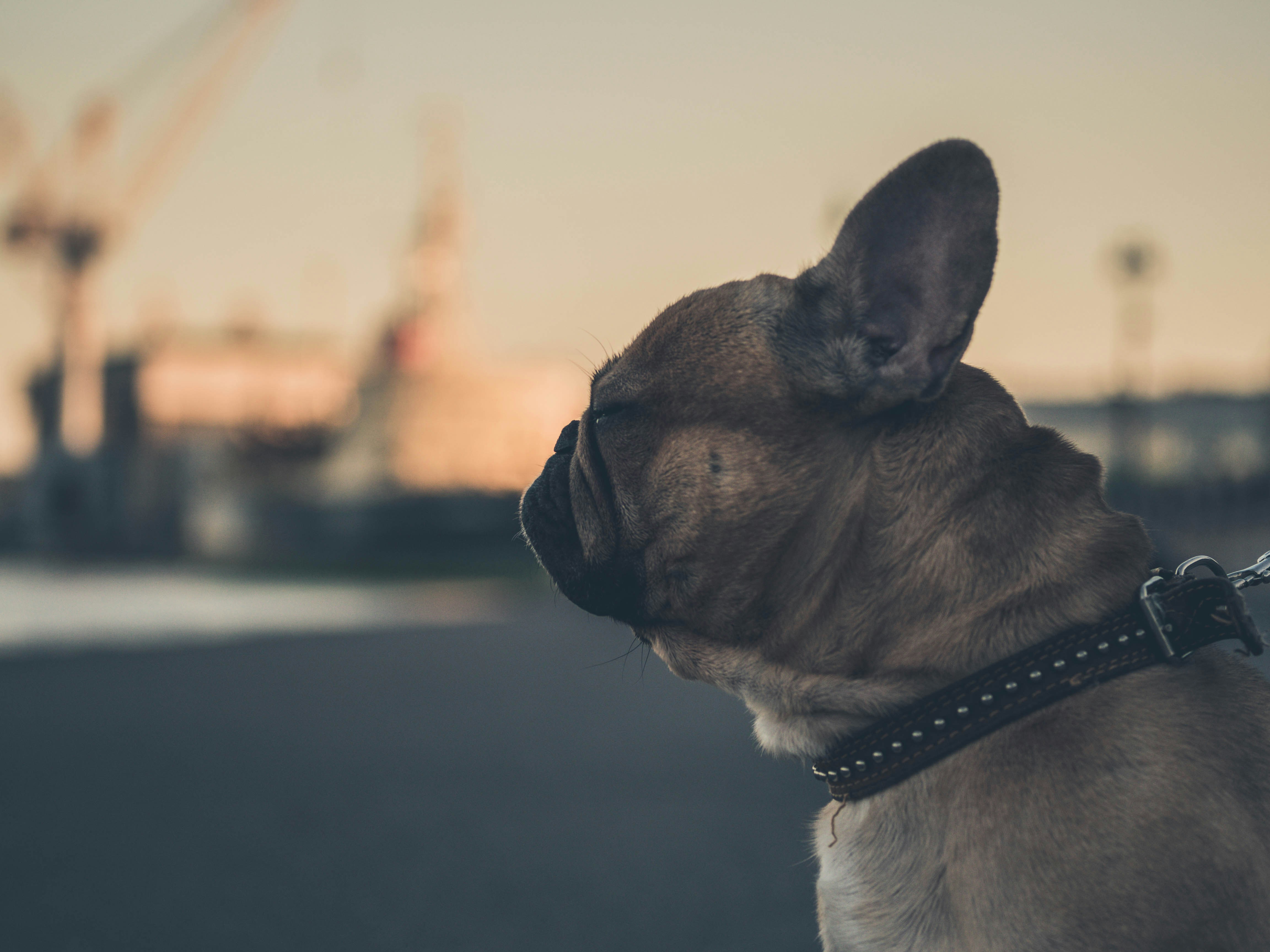 Dusty Sunset Groom: A Let-the-Eye-Linger Portrait of a Pug at the Pier