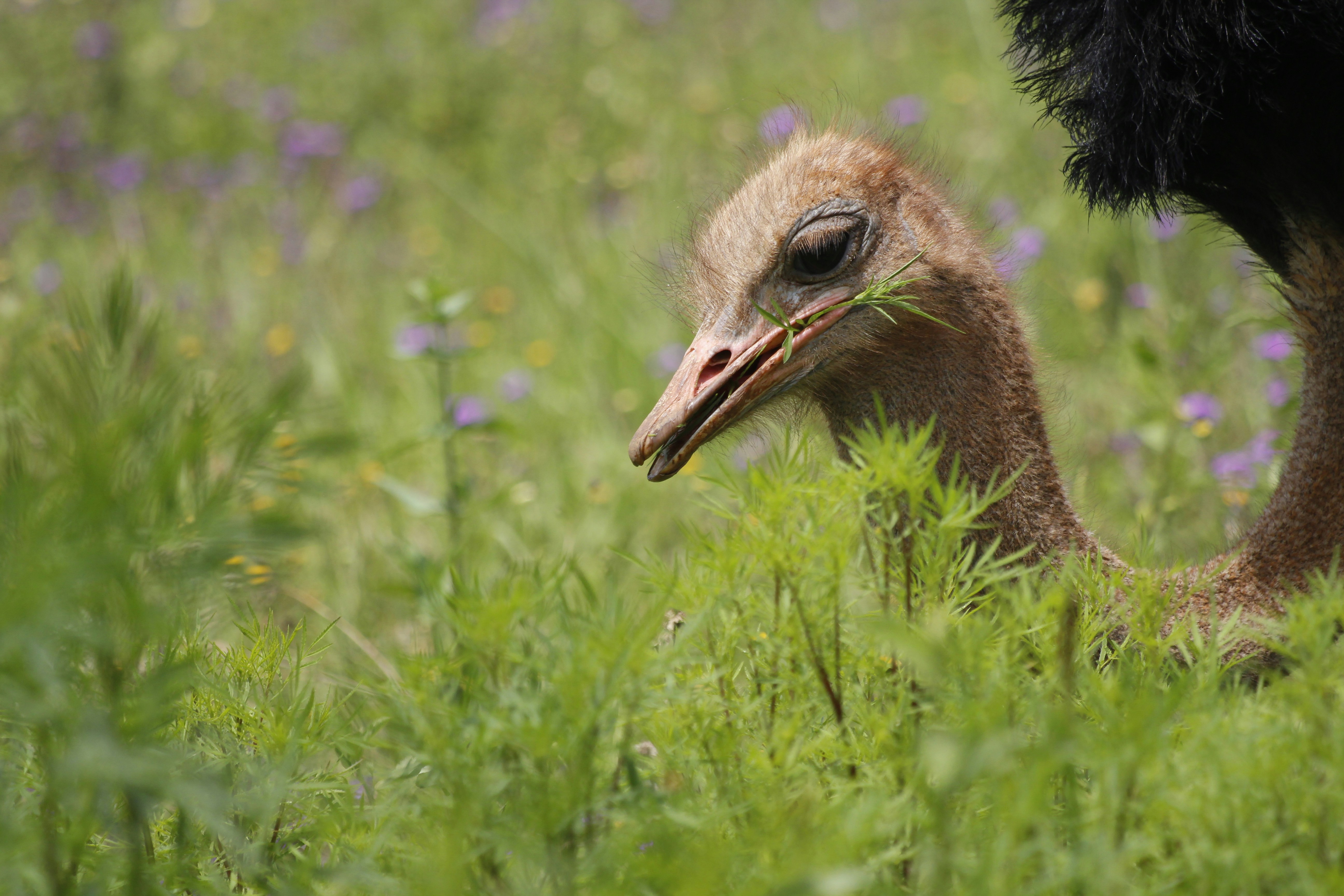 Young ostrich peering through lush green foliage while nibbling on grass. The scene captures the essence of wildlife in its natural habitat.