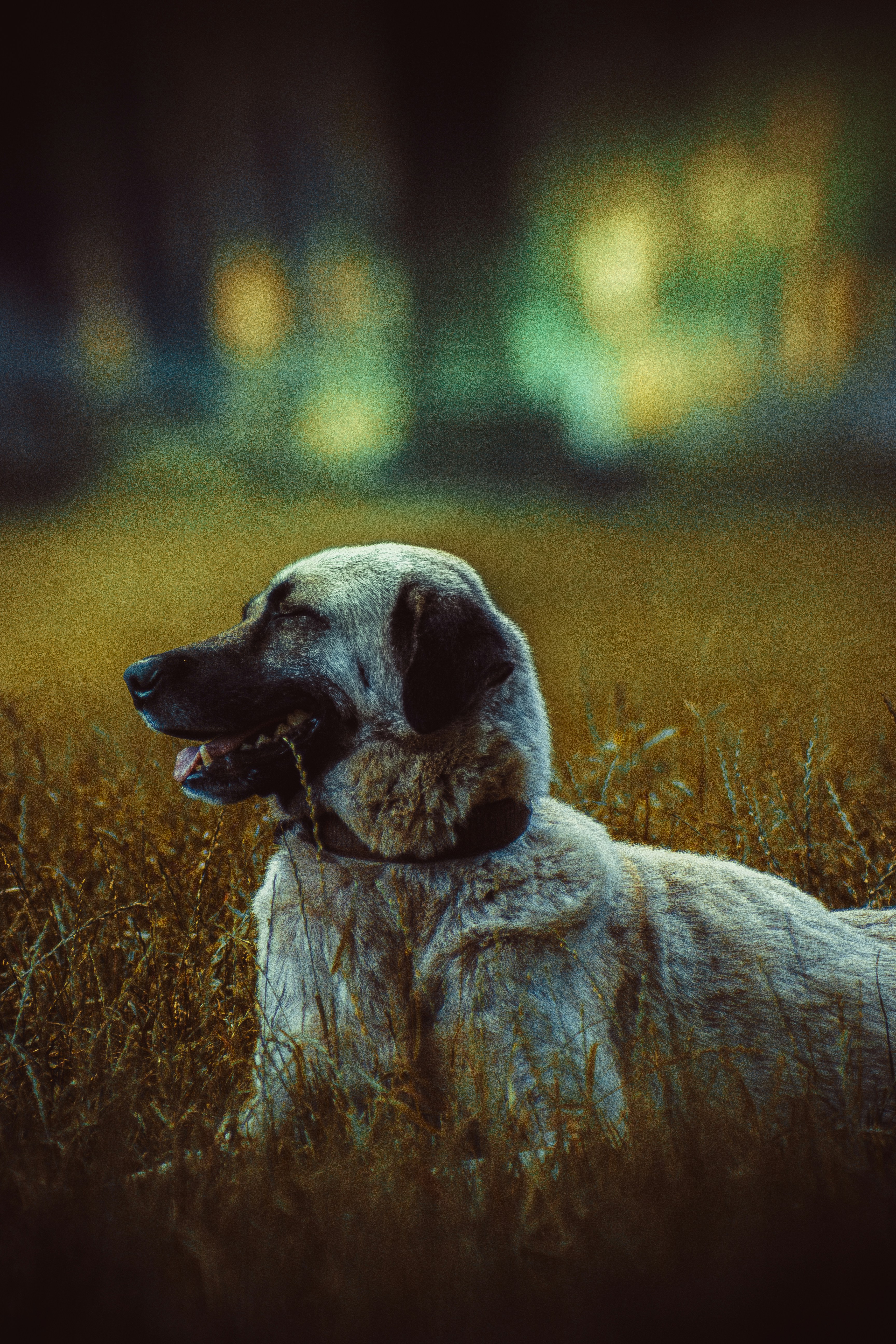 Amber Grass Sentinel: A Hound Lounges in Dusk