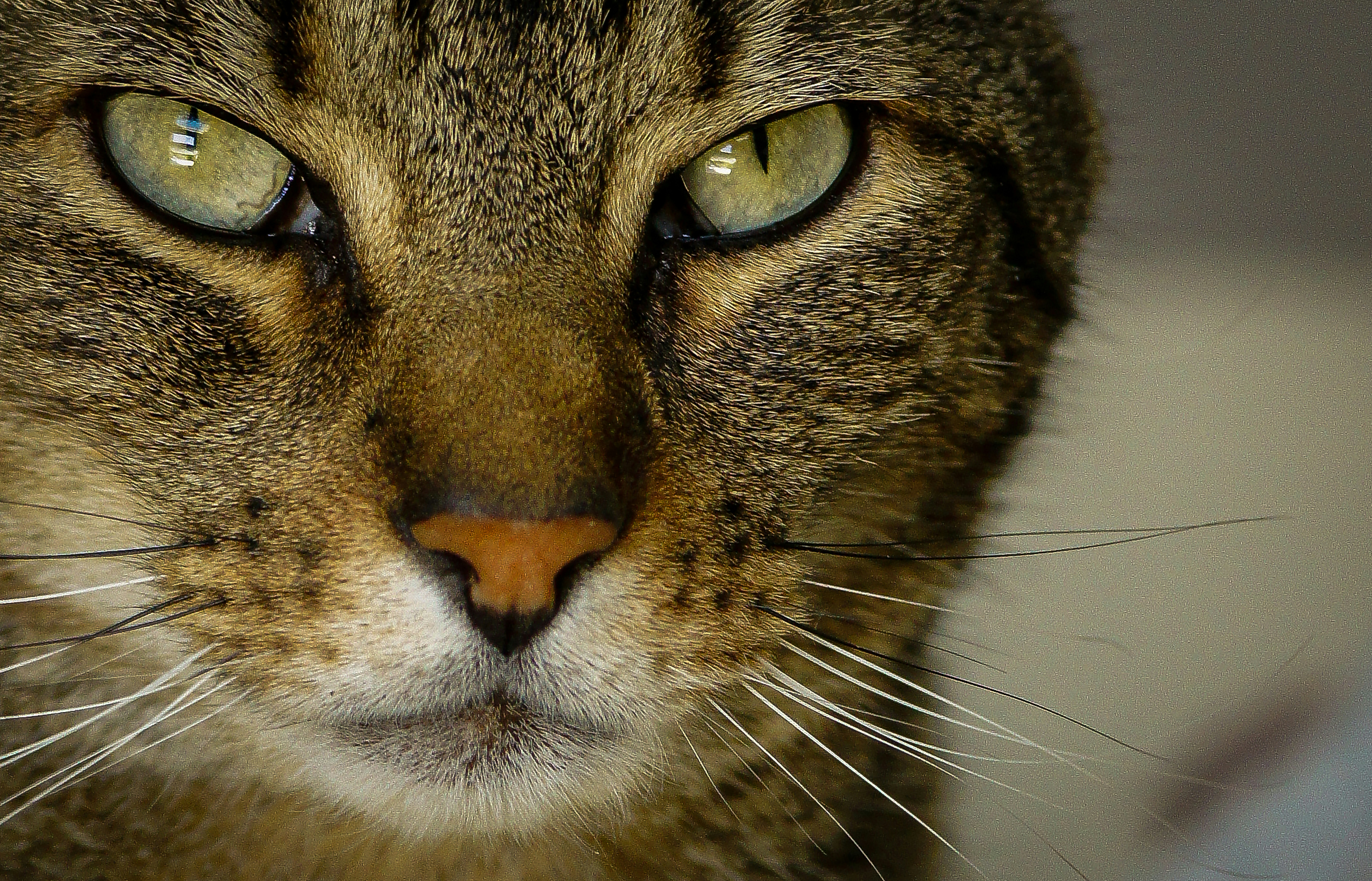 Close-Up Gaze: The Cat's Intent Face