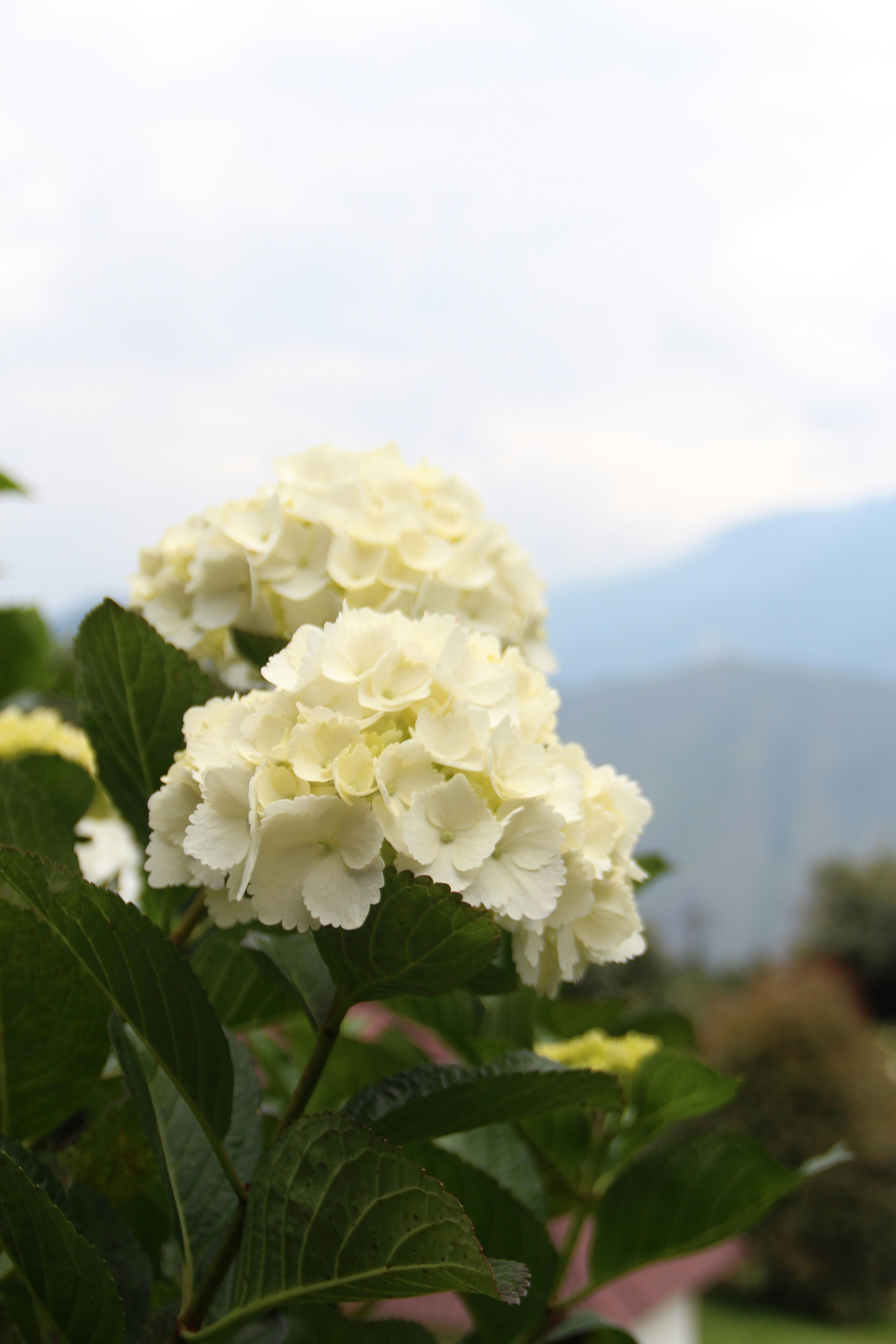 Ivory Hydrangea Clusters Framed by a Misty Mountain Backdrop