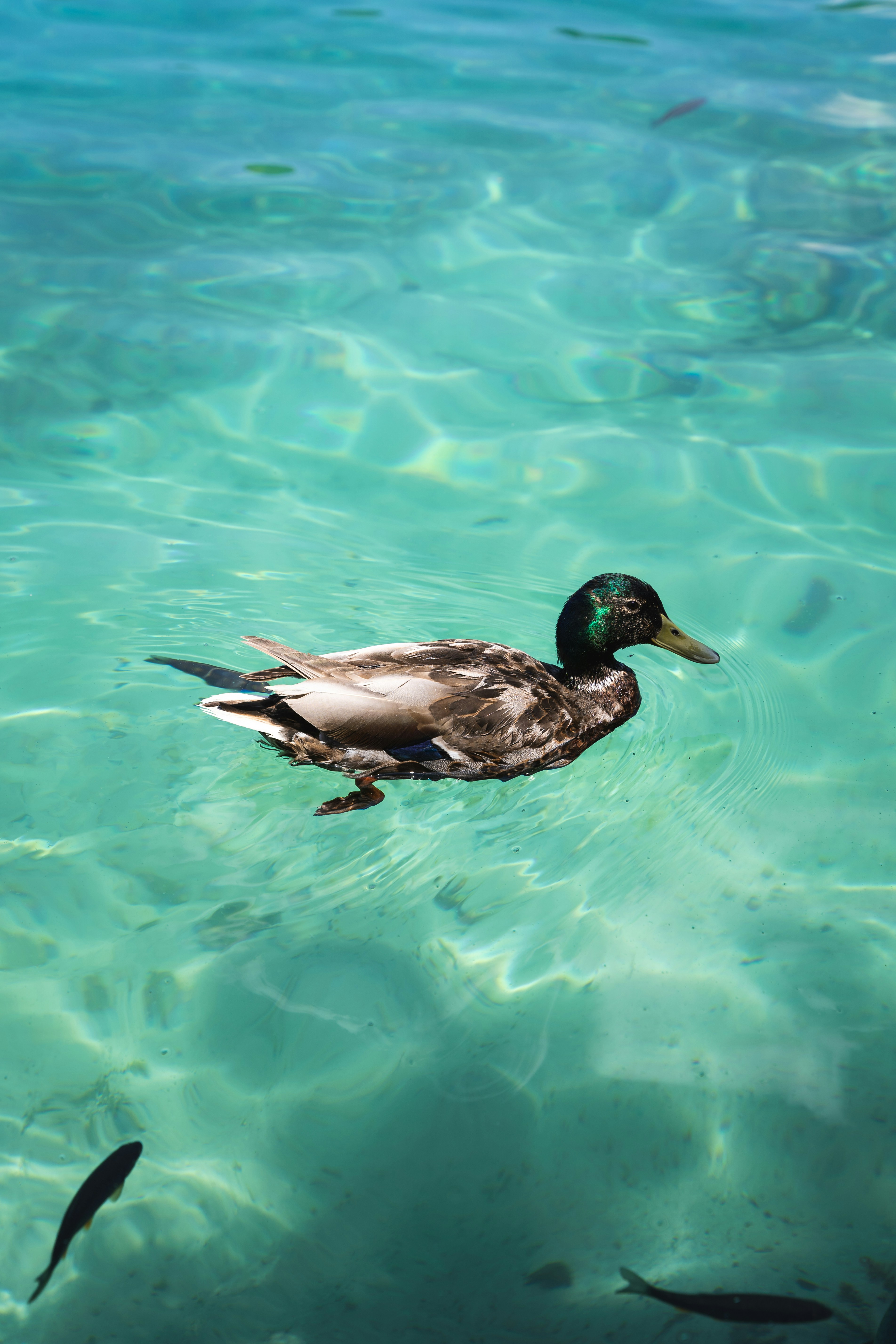 A mallard duck gracefully glides through crystal-clear water, surrounded by subtle aquatic life. The vibrant colors of the water enhance the tranquil scene.