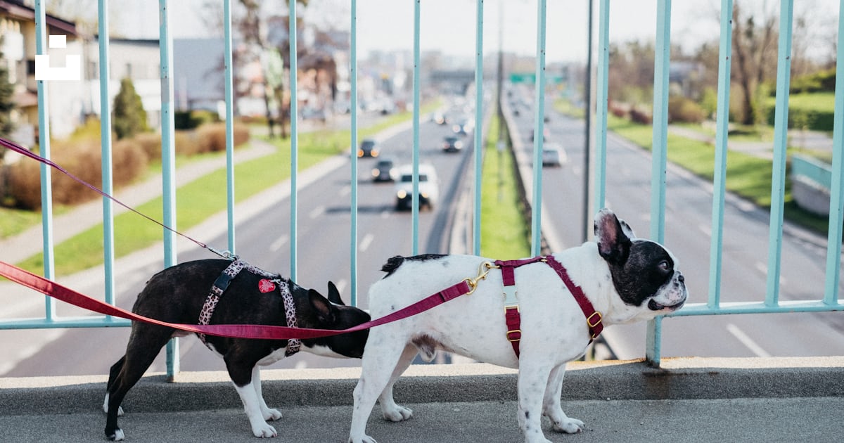 昼間、灰色のコンクリート道路を走る黒と白の短いコートの犬の写真 Unsplashの犬の無料画像
