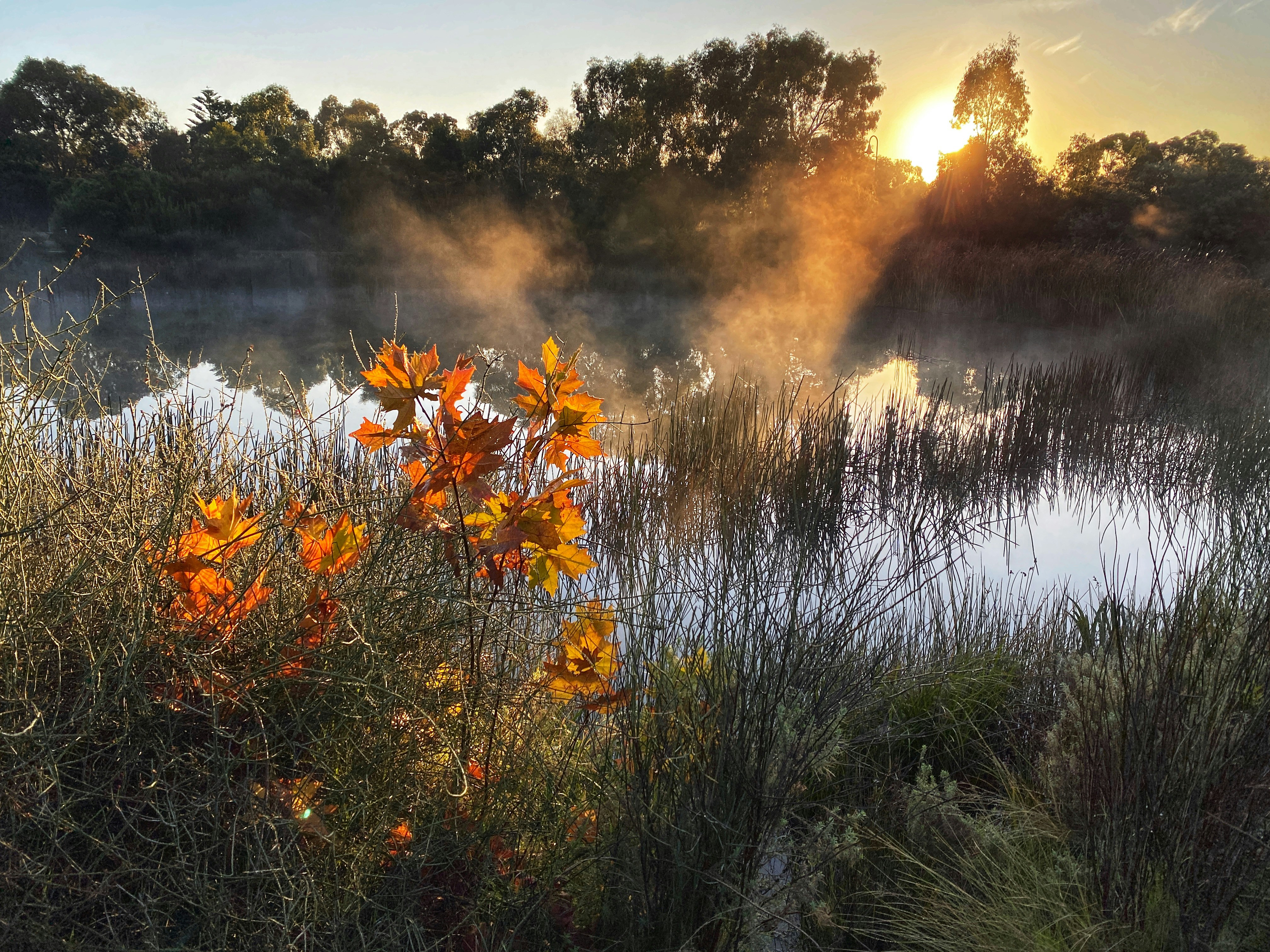 Yellow flowers near body of water during daytime photo – Free Nature ...