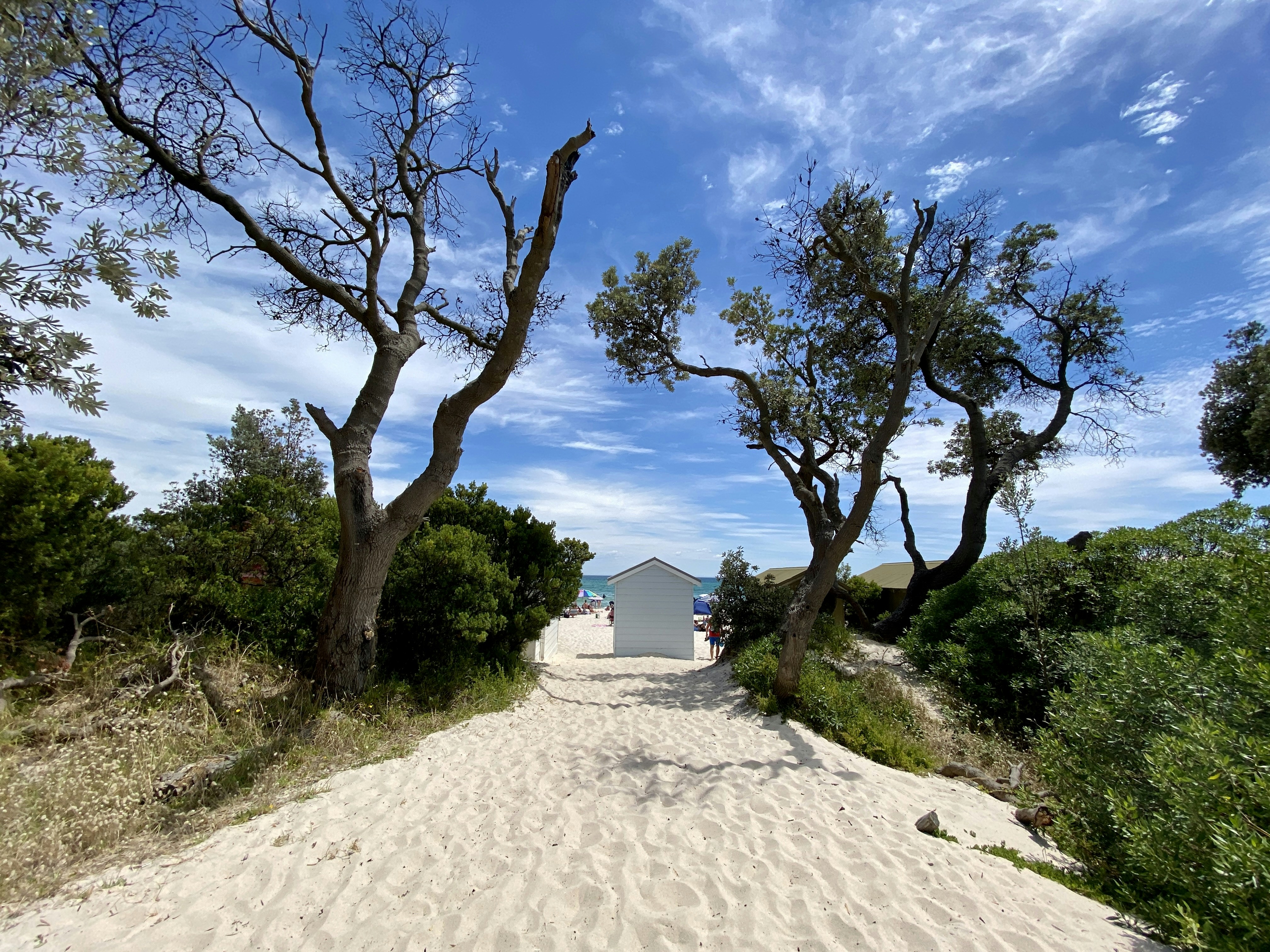 Green trees on brown sand under blue sky during daytime photo – Free ...