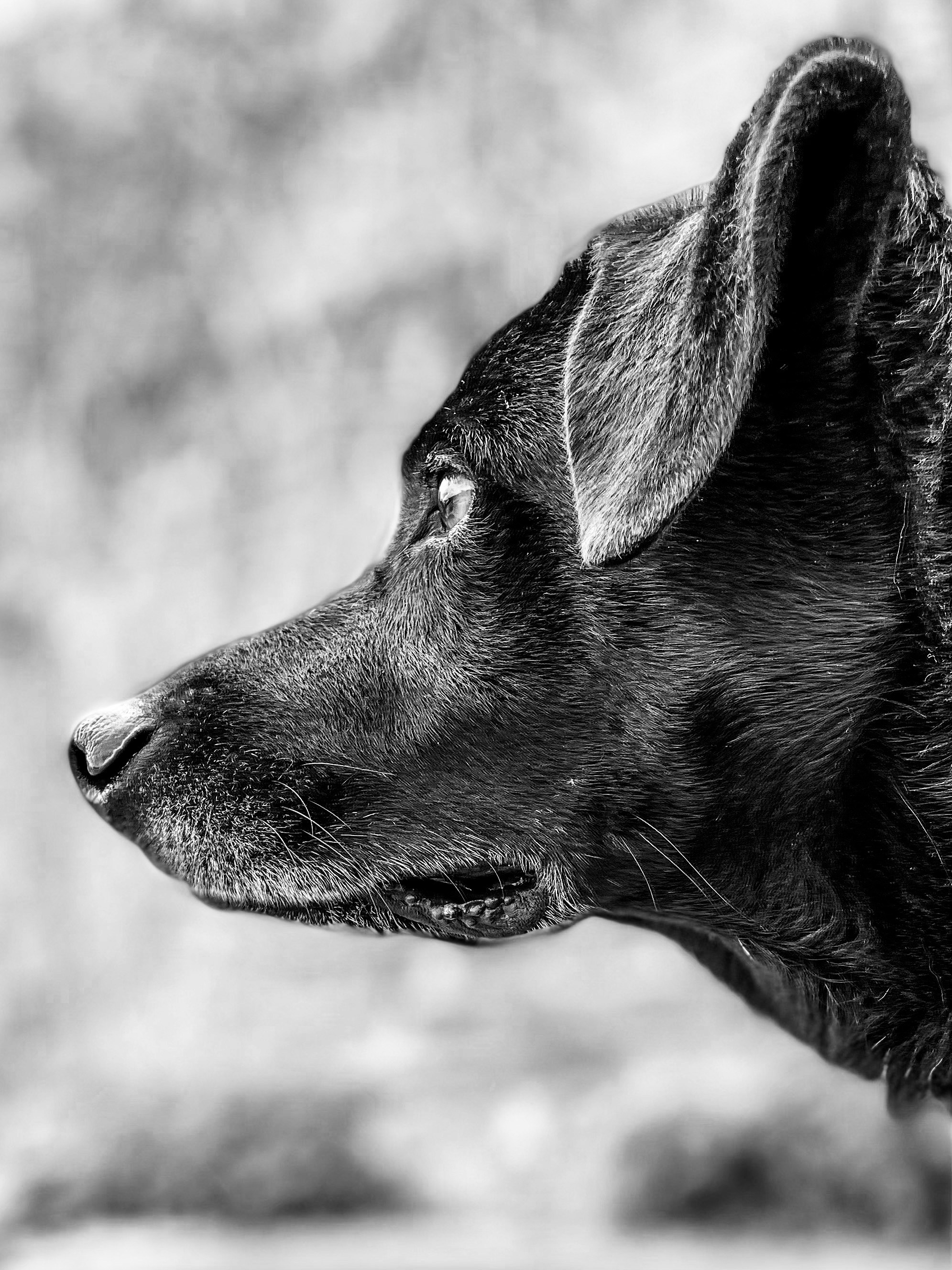 Black labrador retriever in grayscale photography photo – Free México ...