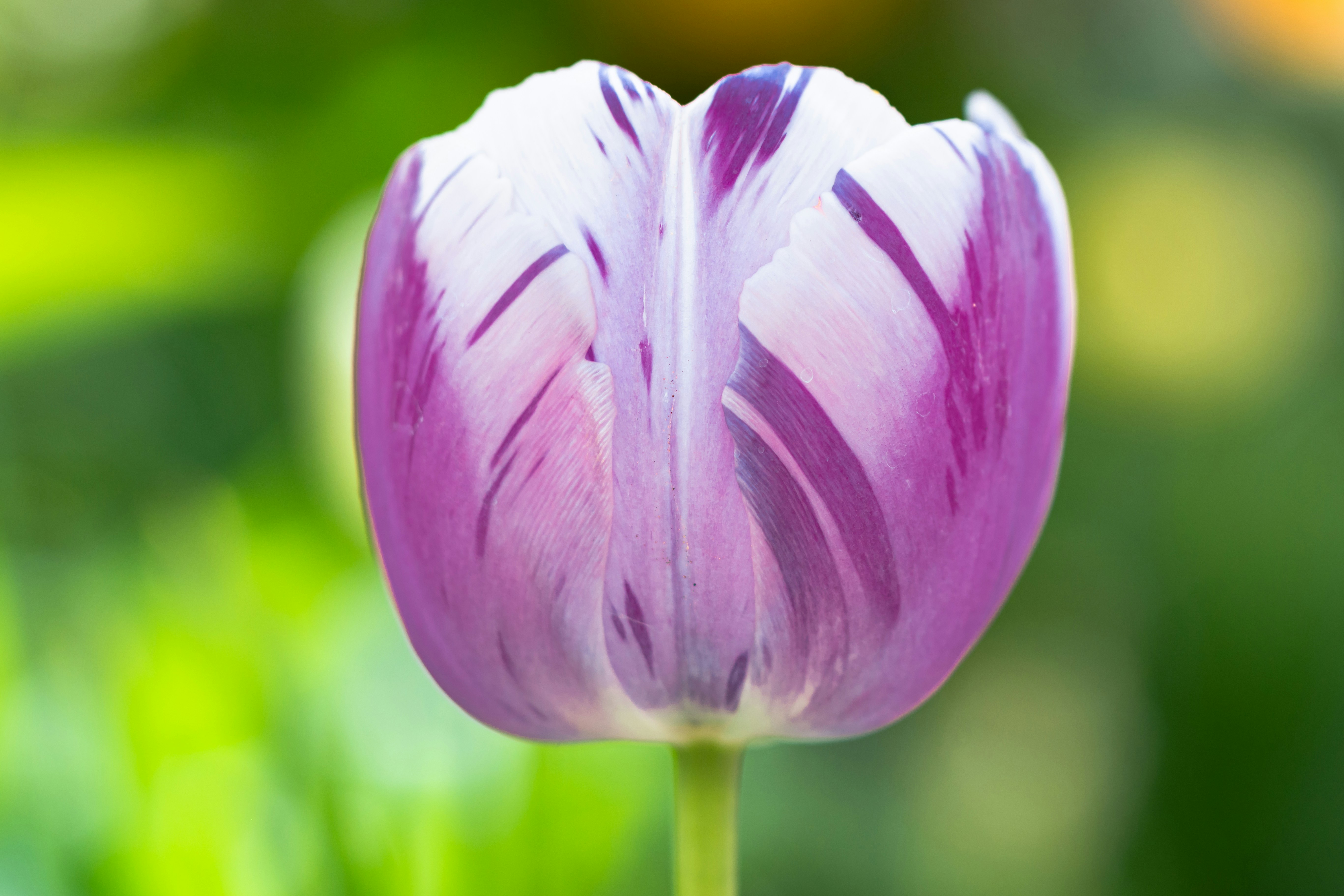 Petal Portrait: Lavender Tulip in Crisp Detail Amid Dreamy Garden Bokeh