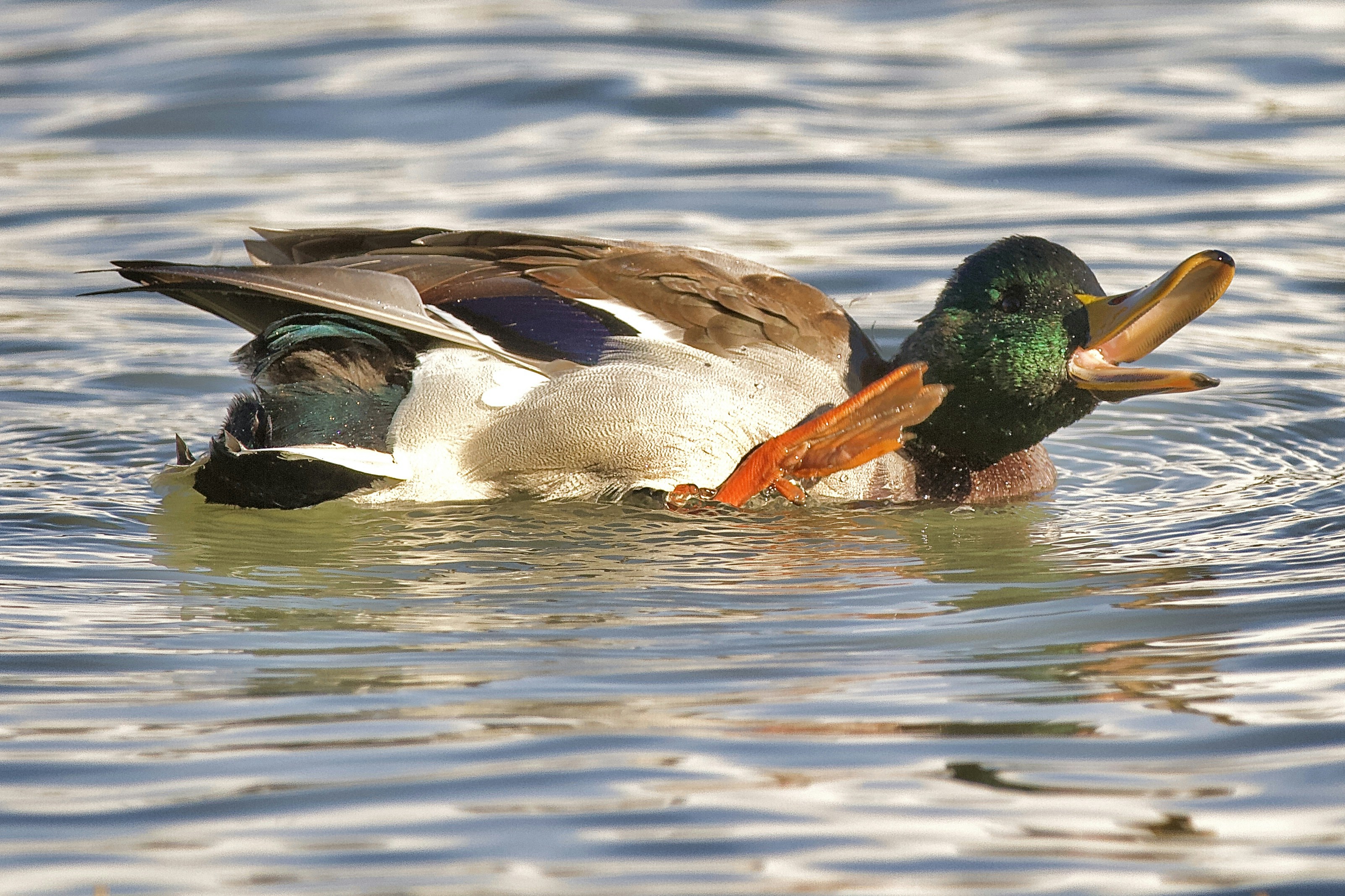 Emerald Crown on Orange Beak: Mallard in Sunlit Ripples