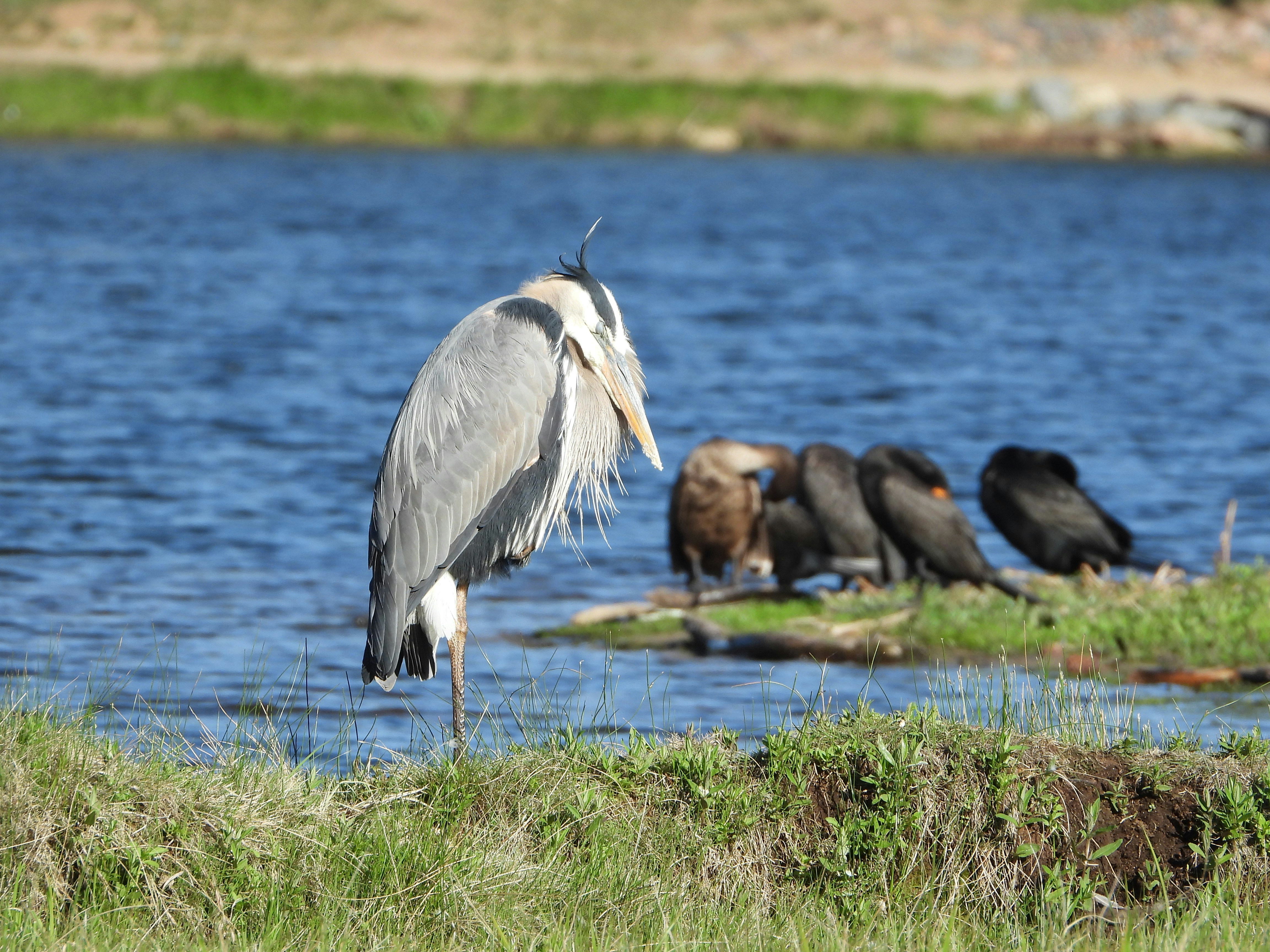 Sample photo from Nikon Coolpix P1000