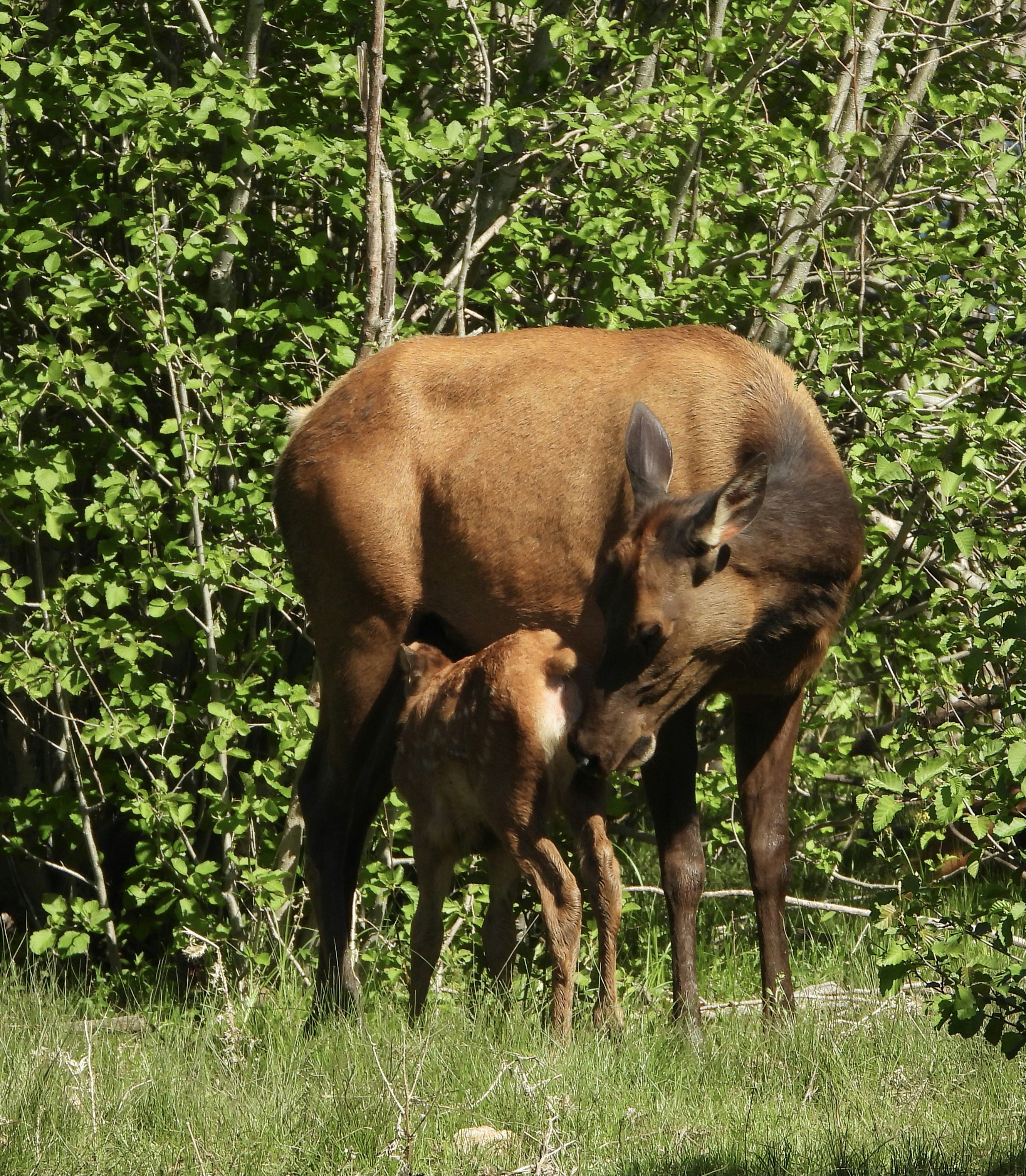 Mare and Foal in Sunlit Clearing