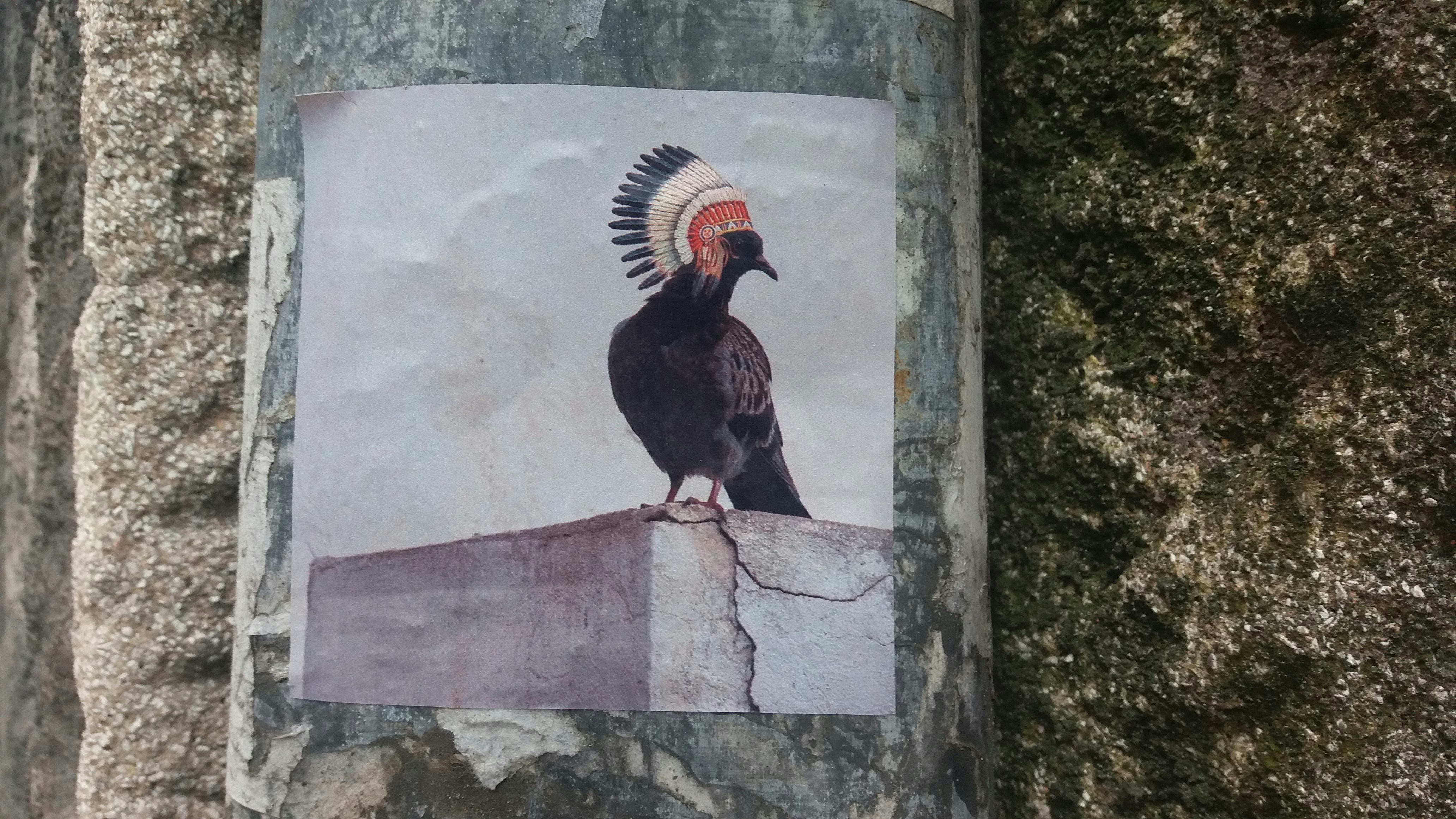 black and white bird on gray concrete wall