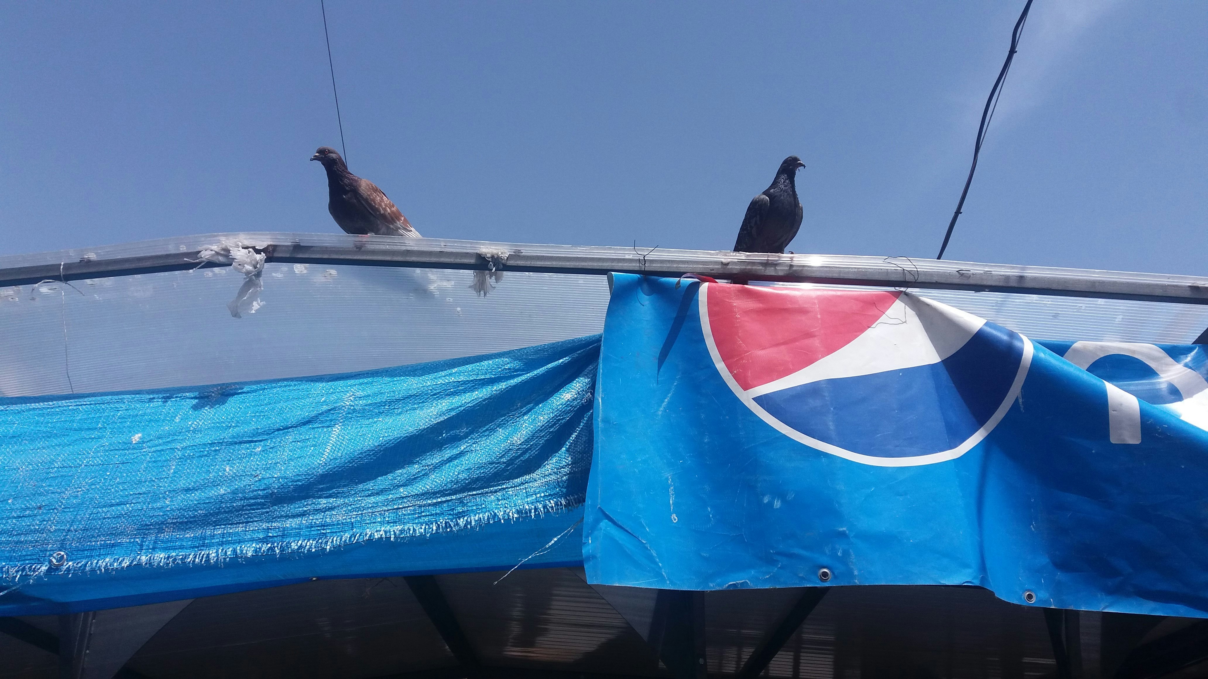 Two Pigeons on a Wire Over a Worn Blue Banner Under a Clear Sky