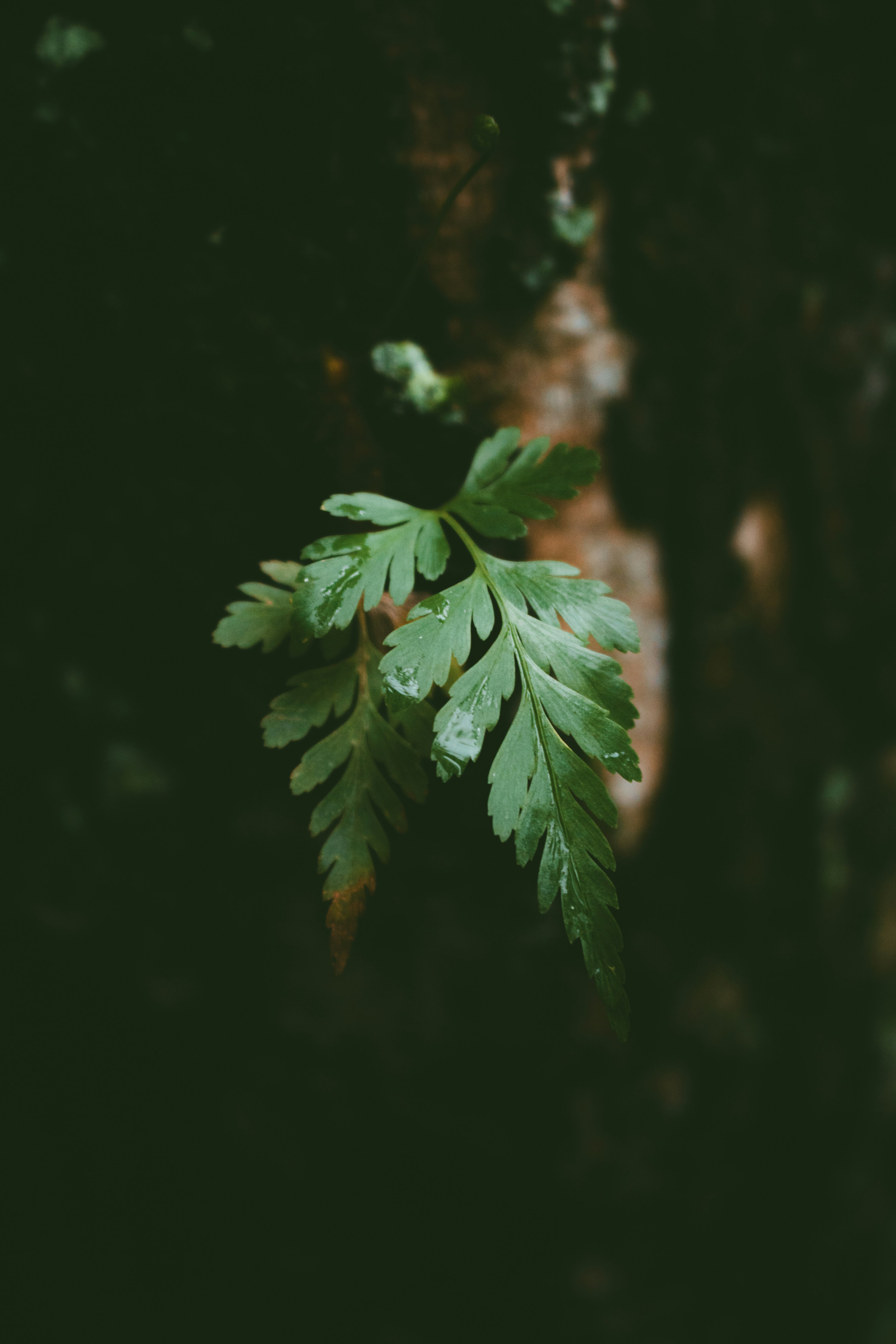 Single green fern leaf against a dark, mossy background.