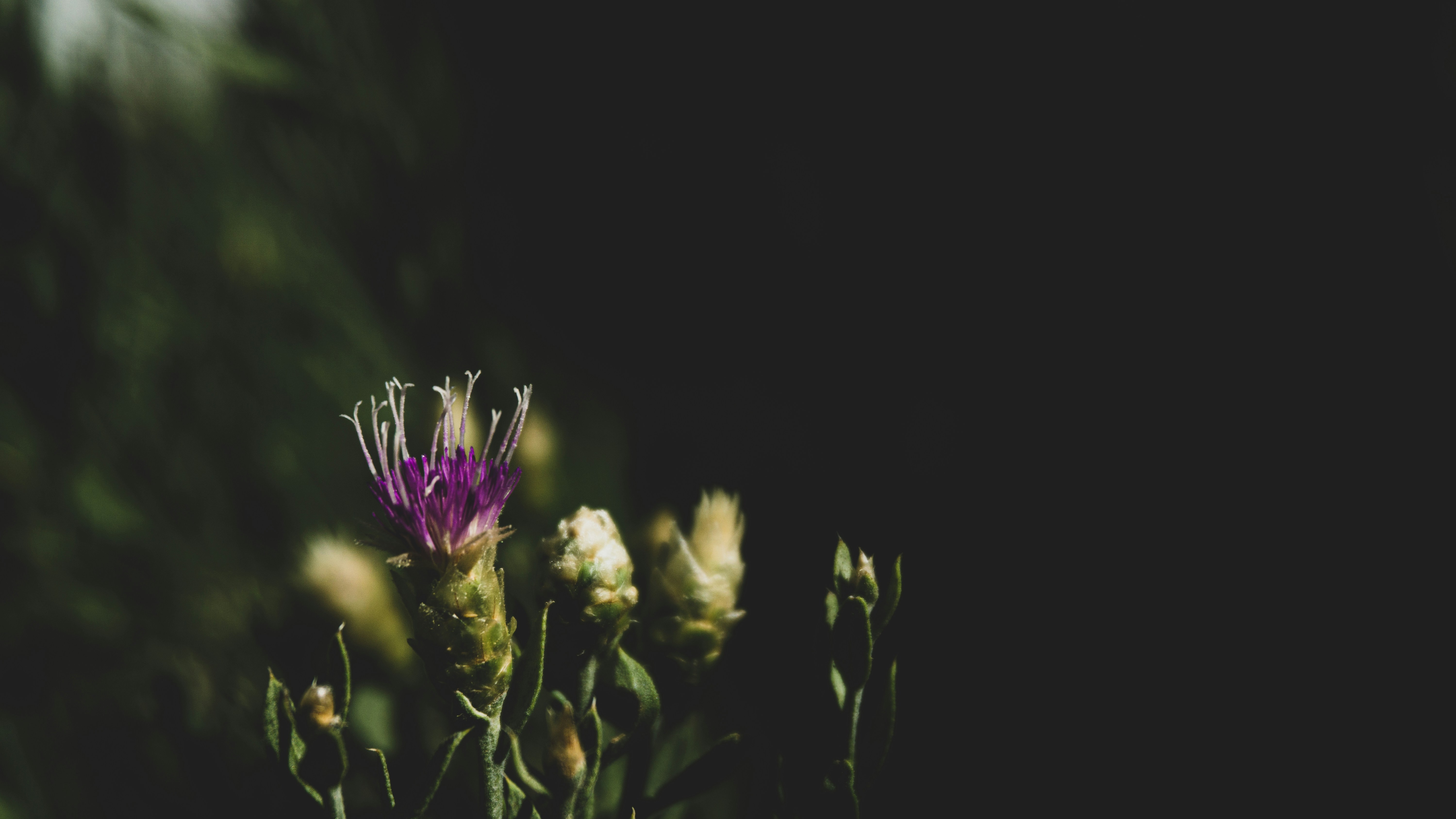 Foto Flor morada en fondo negro – Imagen Vardij gratis en Unsplash