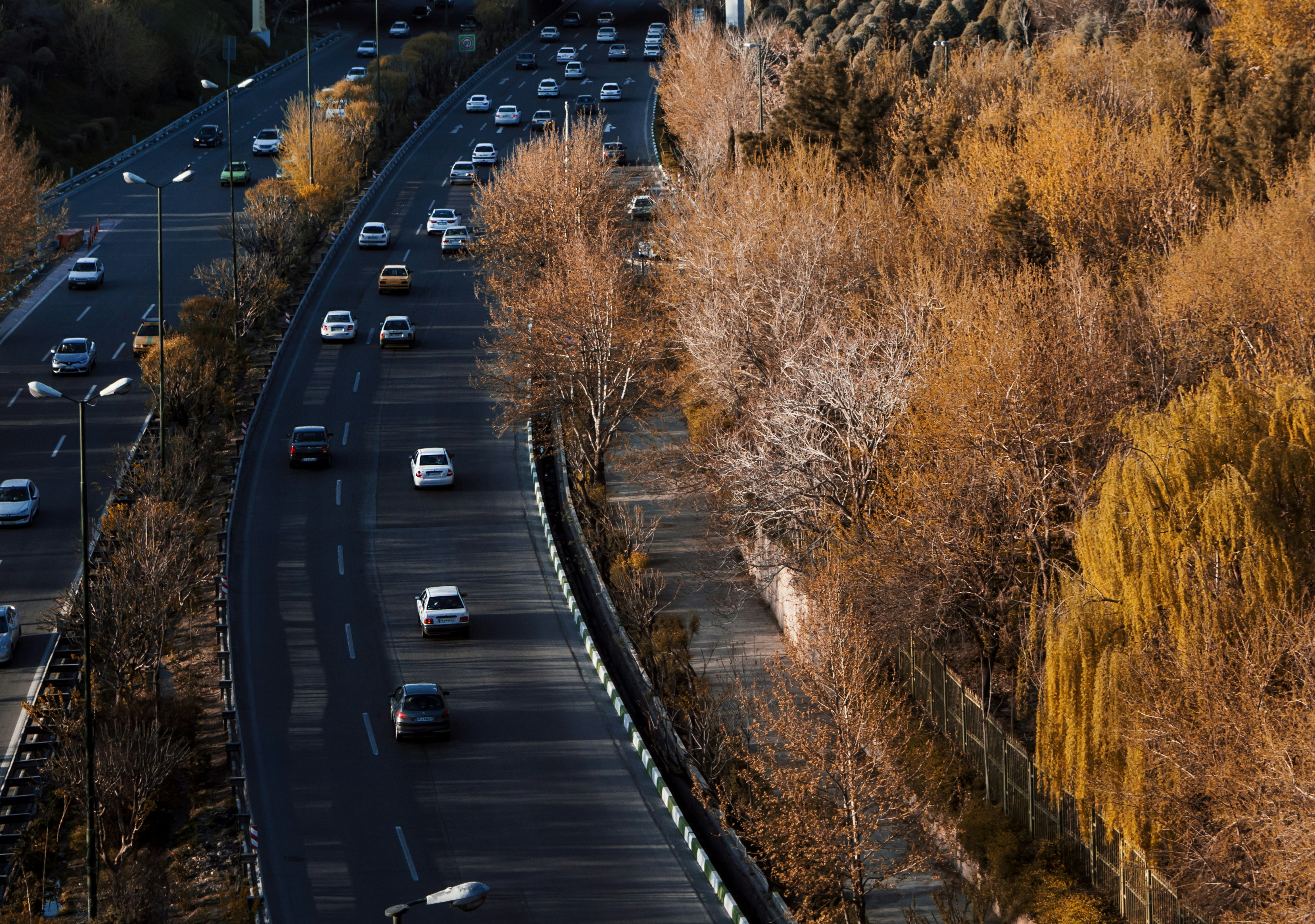 Curving Autumn Conduit: Aerial traffic threads through sunlit trees