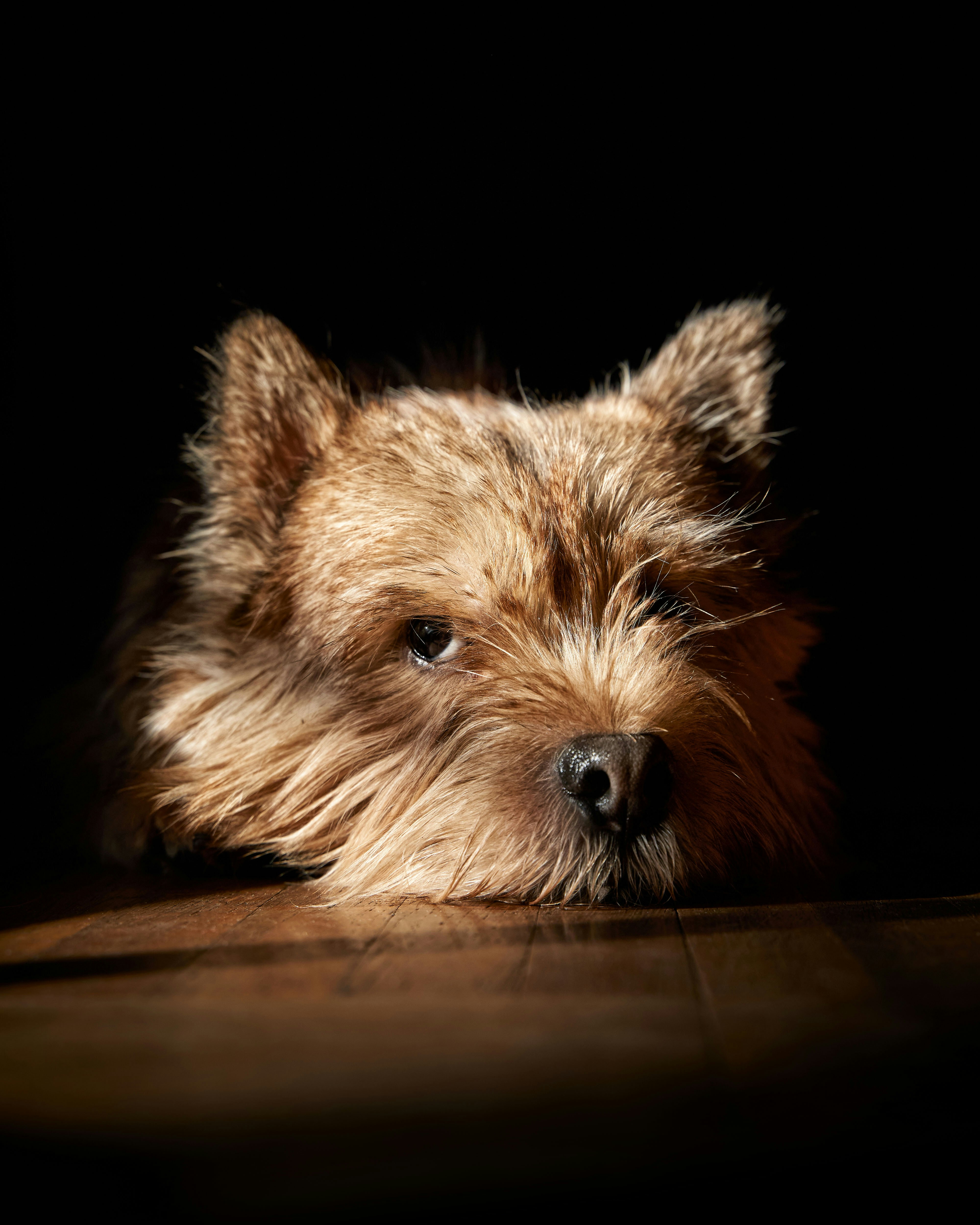 brown long coated small dog