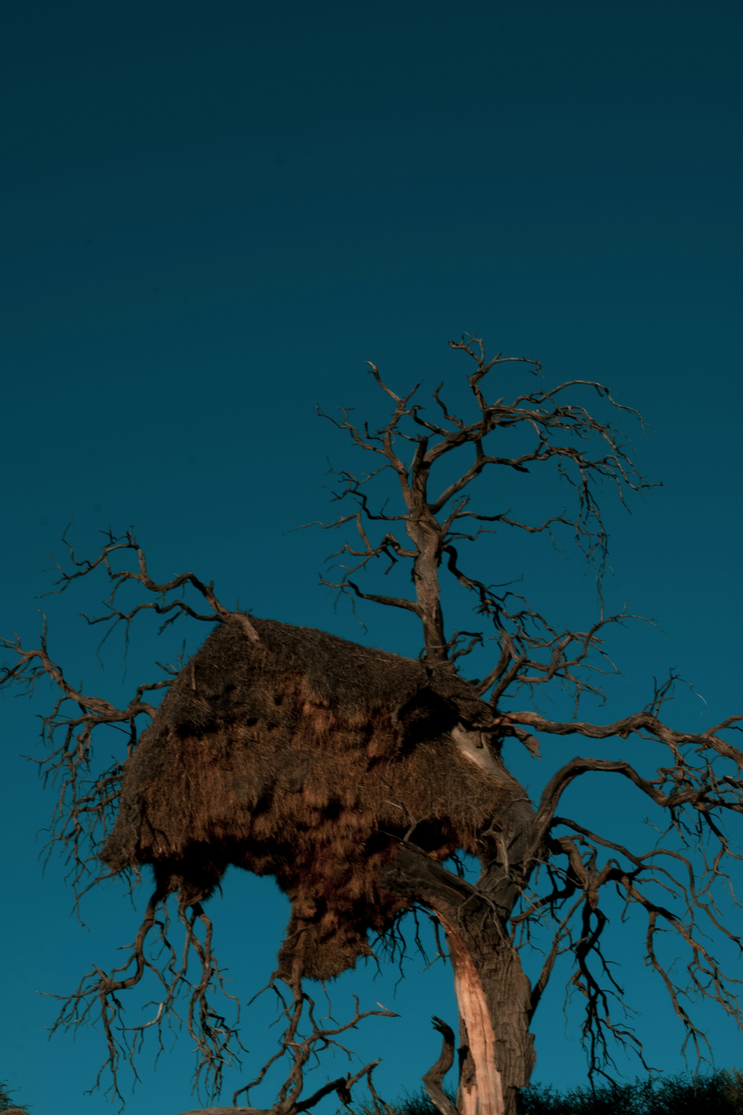 Brown bare tree under blue sky during daytime photo – Free Van zylsrus ...