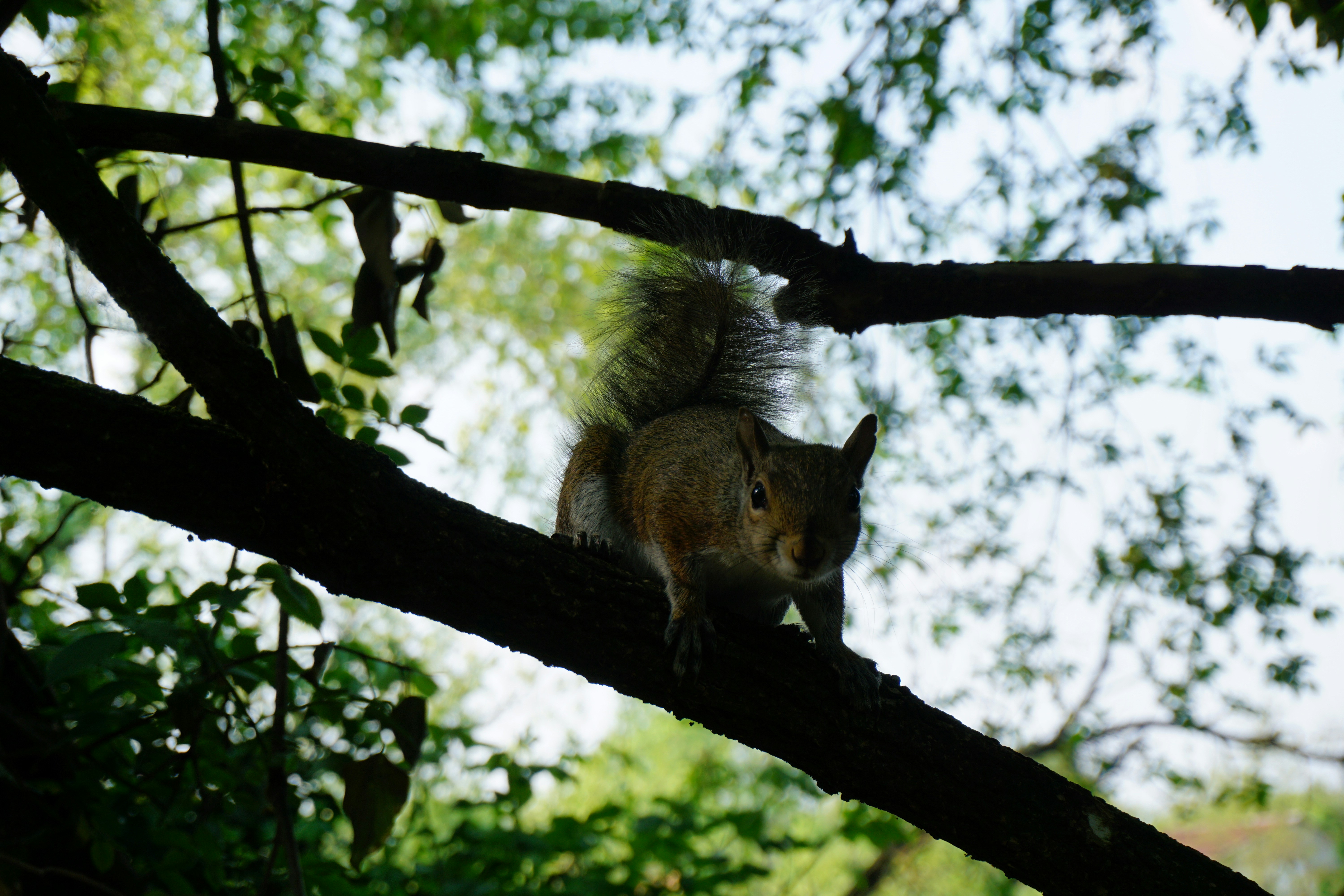 Squirrel perched on a branch, surrounded by lush greenery, showcasing its curious demeanor.
