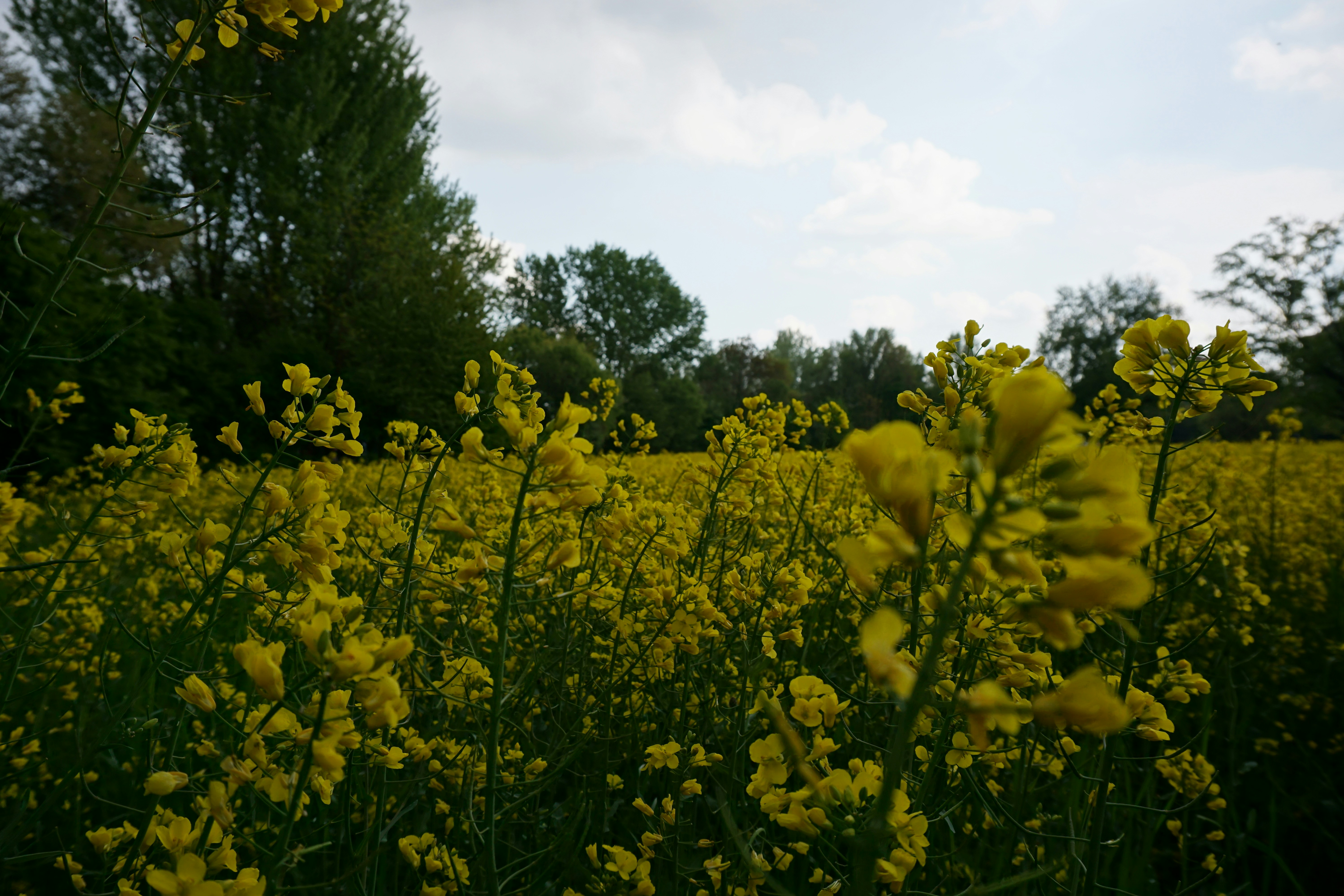 Gold Canopy Over a Quiet Canola Field