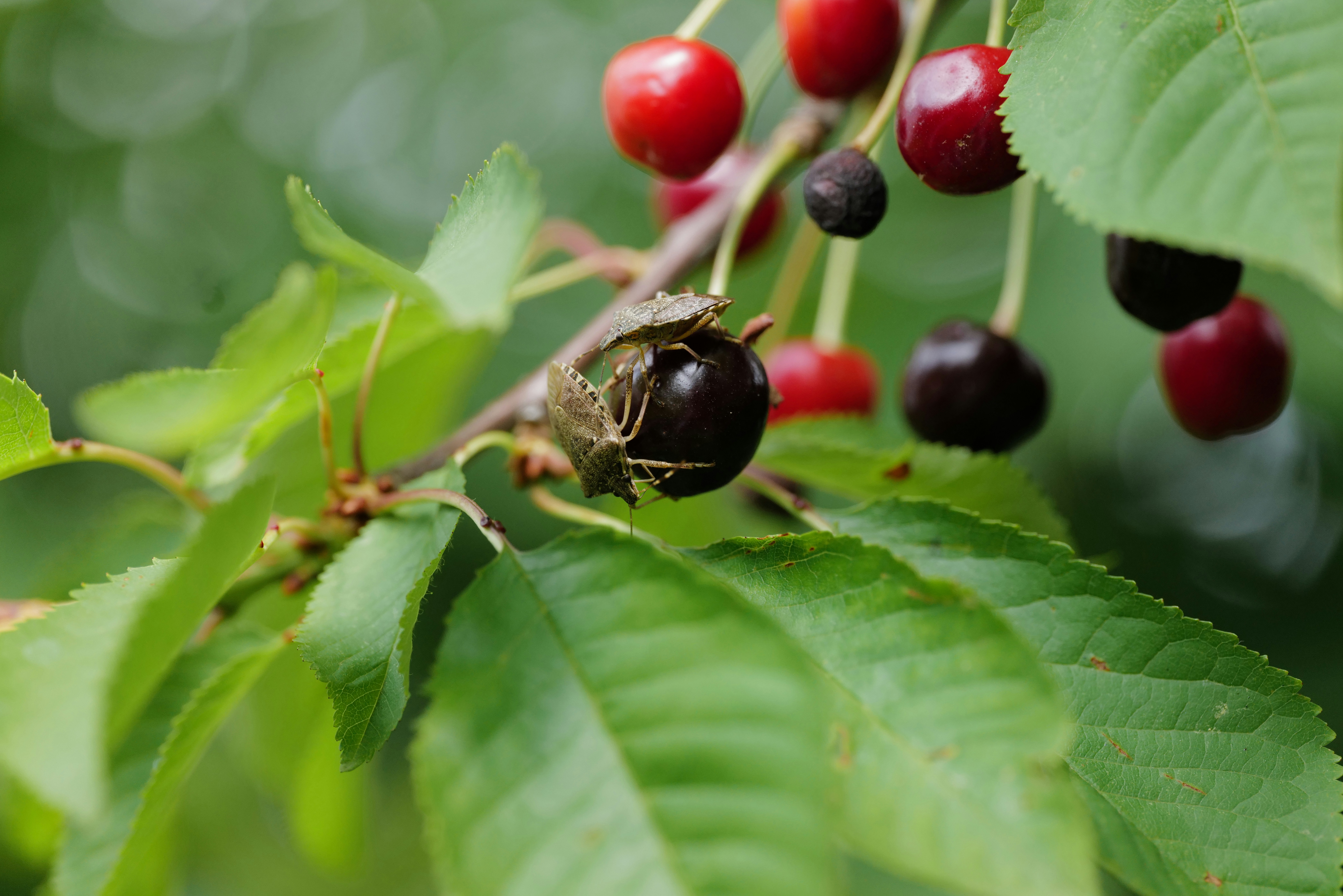 Vibrant cherries with a grasshopper perched among green leaves.