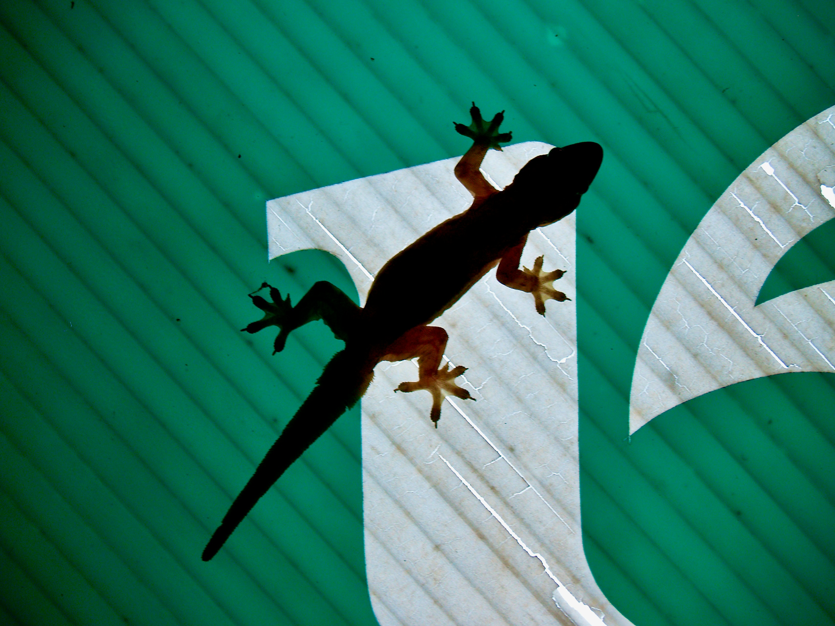 Silhouette of a gecko climbing a green and white corrugated surface.