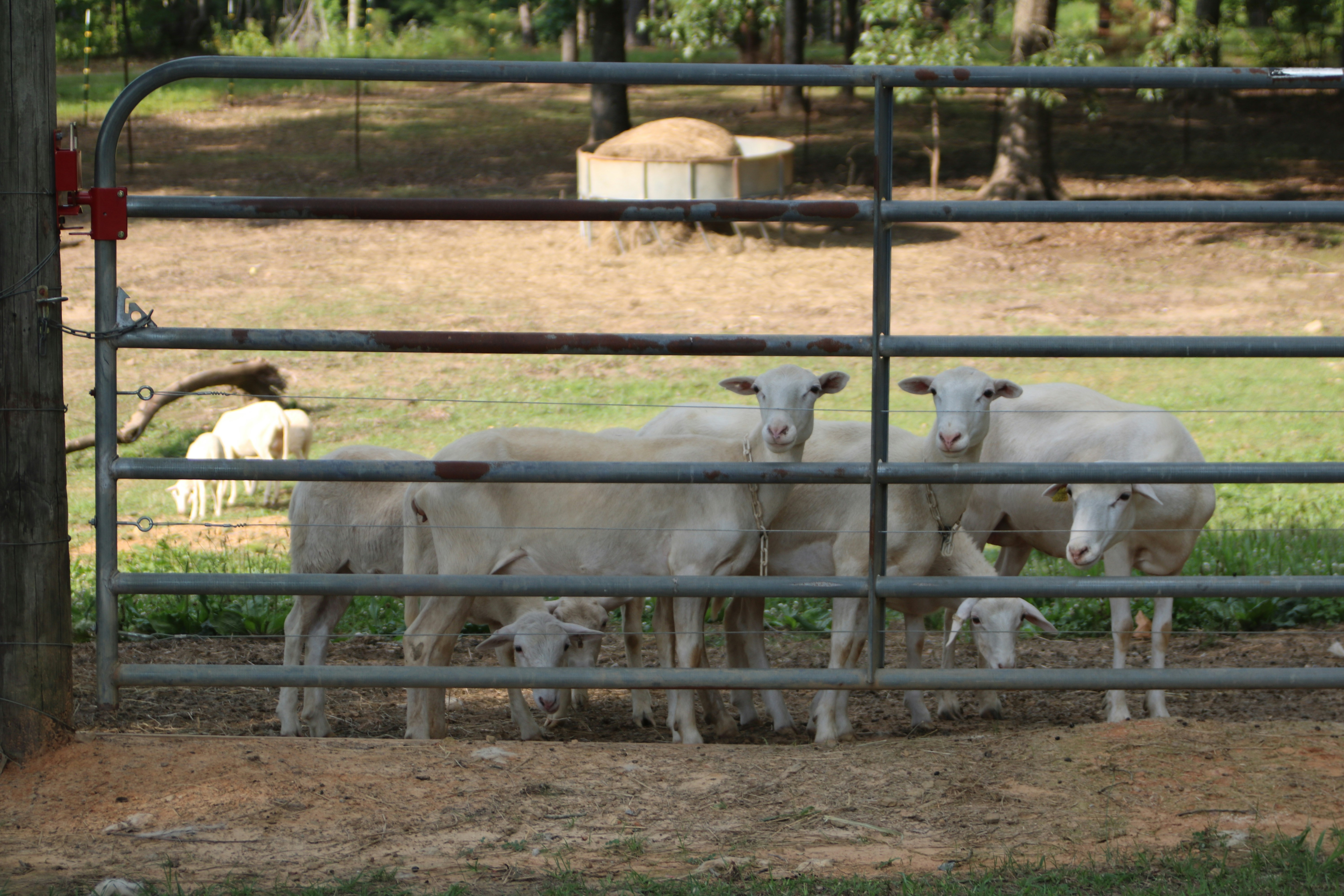 Sheep Gate Pictures | Download Free Images on Unsplash