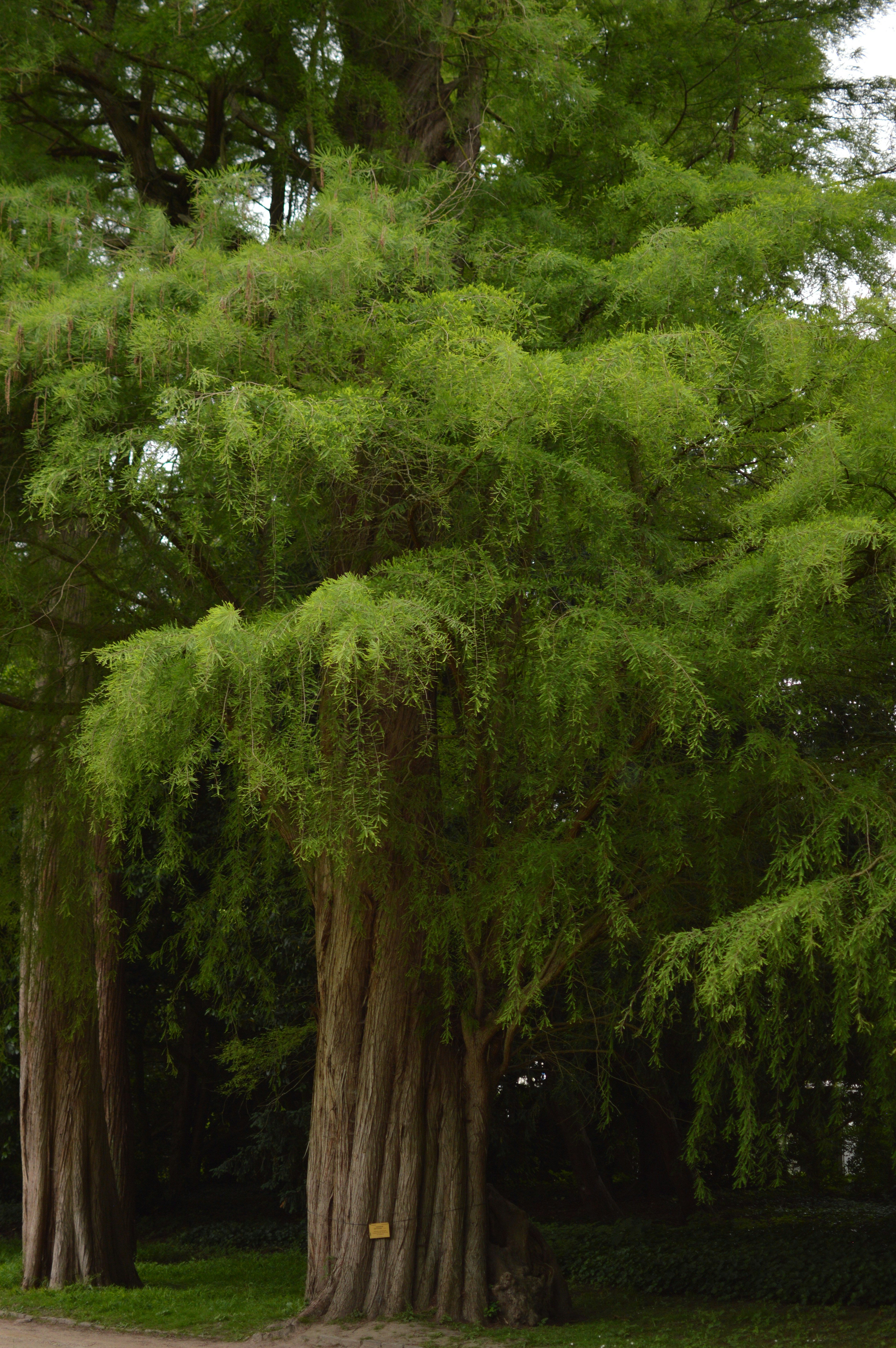 Majestic tree with lush green foliage, showcasing its textured bark and sprawling branches in a serene park setting.