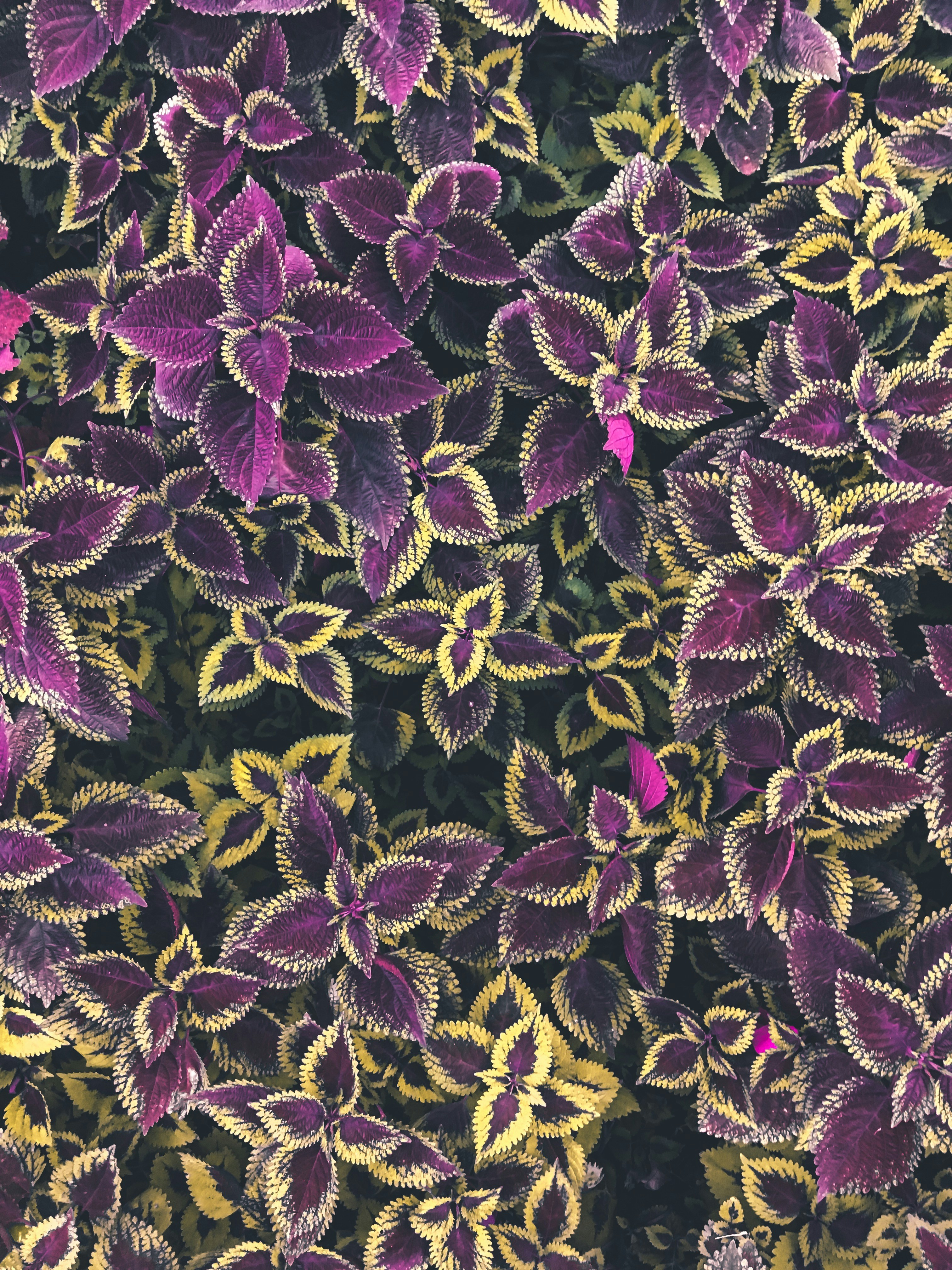Velvet Edges: Golden-Tipped Purple Coleus Mosaic