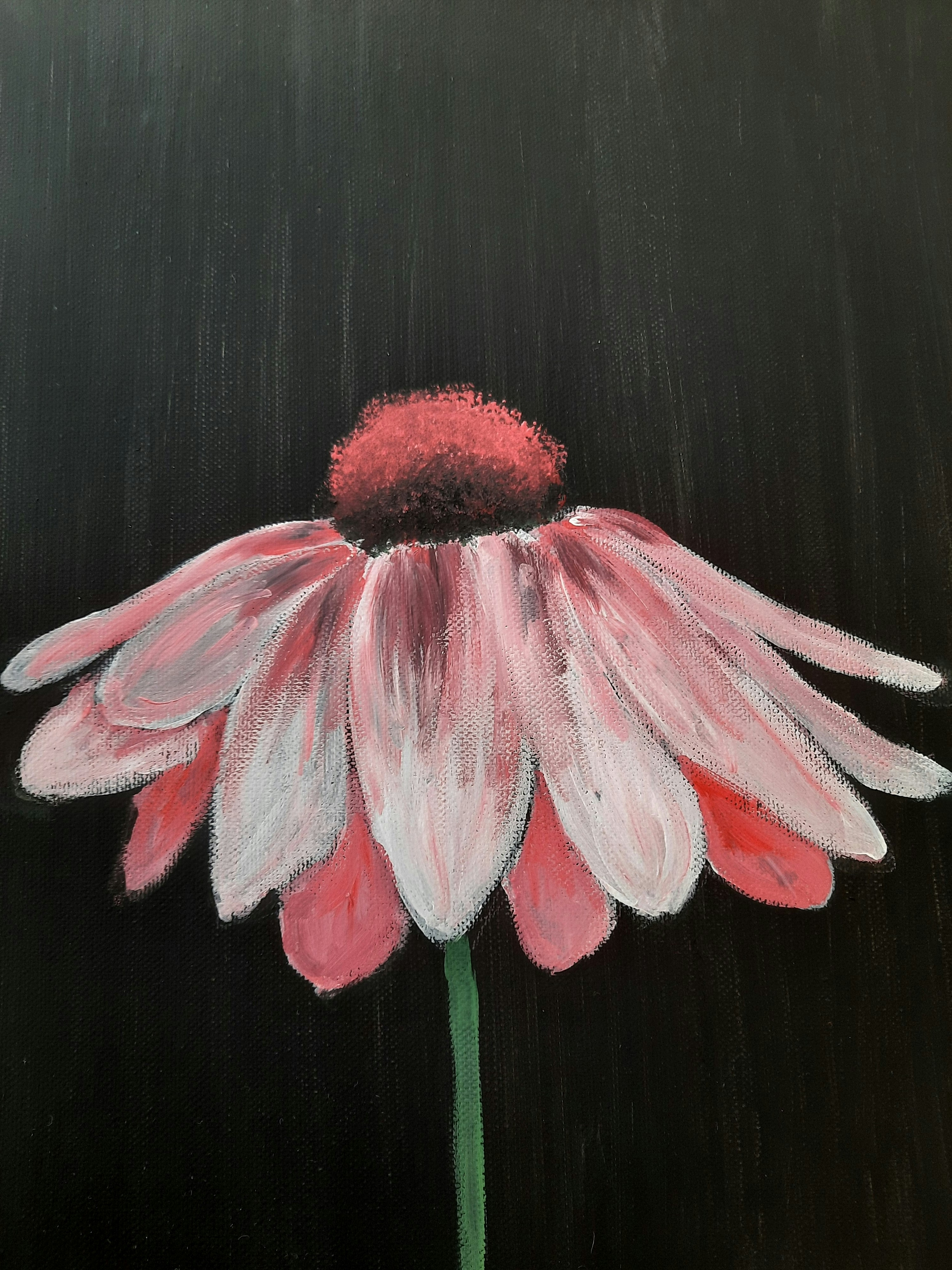 Pink Coneflower on a Midnight Canvas