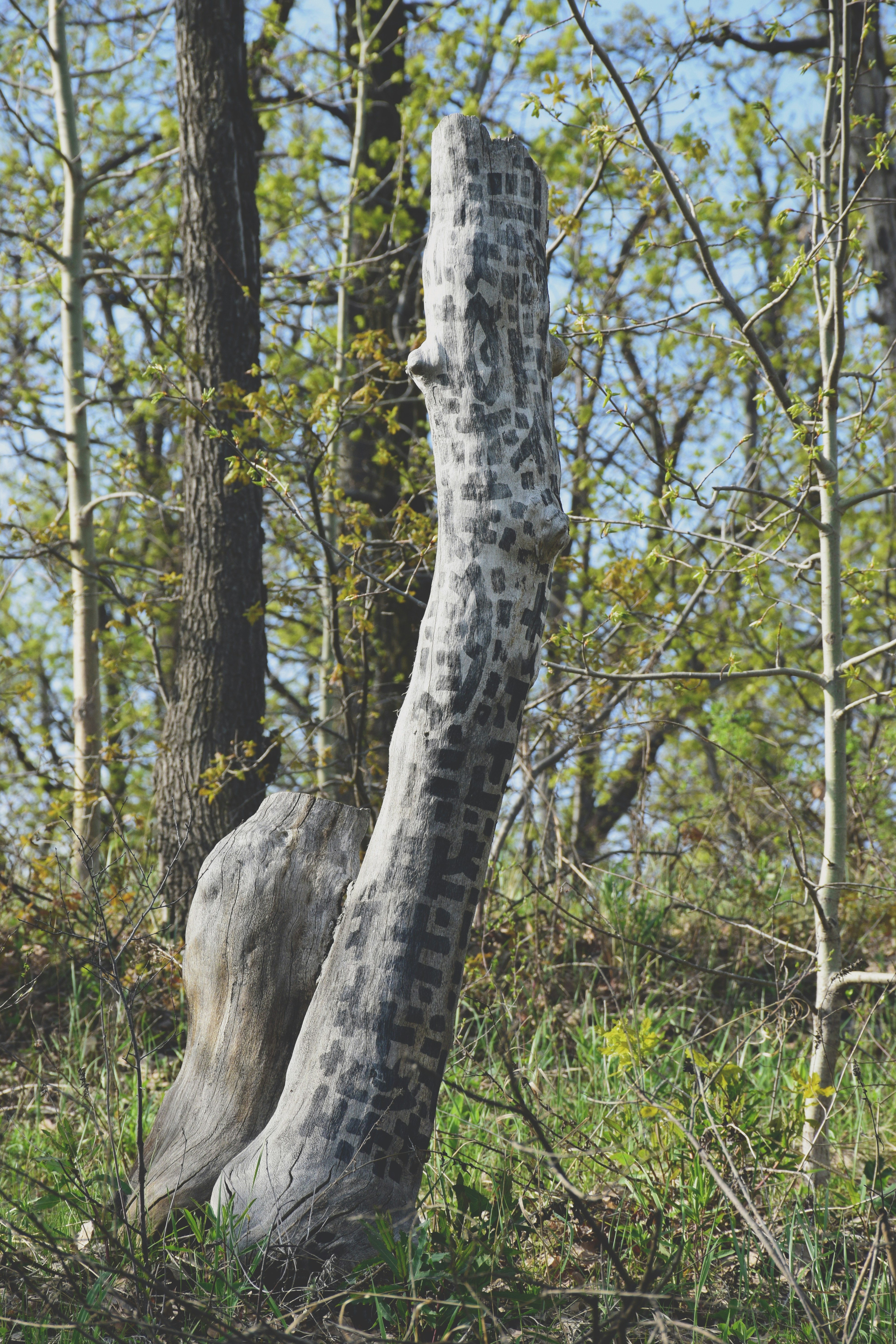 Weathered tree stump adorned with unique patterns, surrounded by budding greenery in a tranquil forest setting.