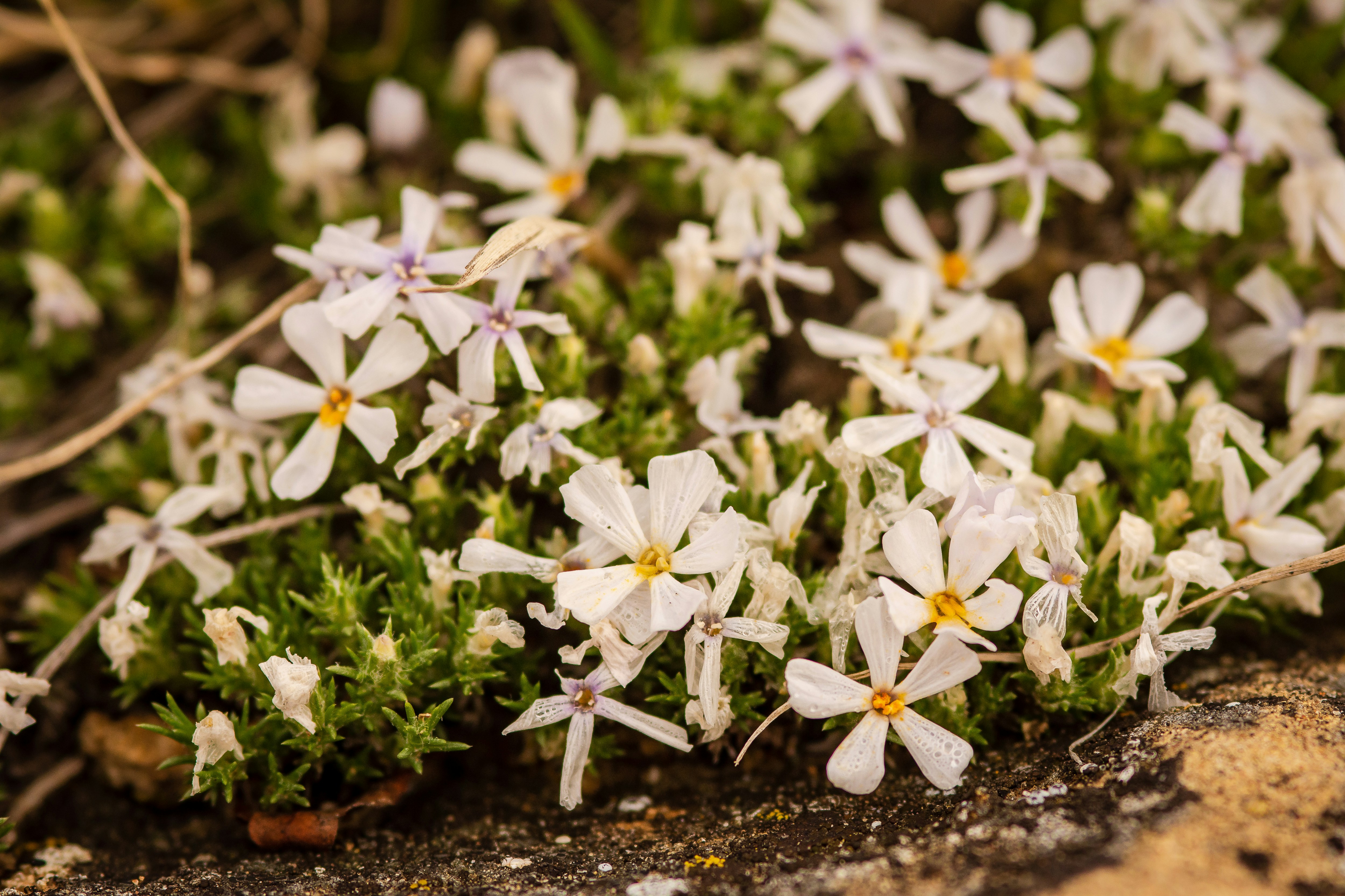 Delicate white flowers blooming amidst lush greenery, showcasing the beauty of nature's rebirth. The scene captures the intricate details of each blossom.