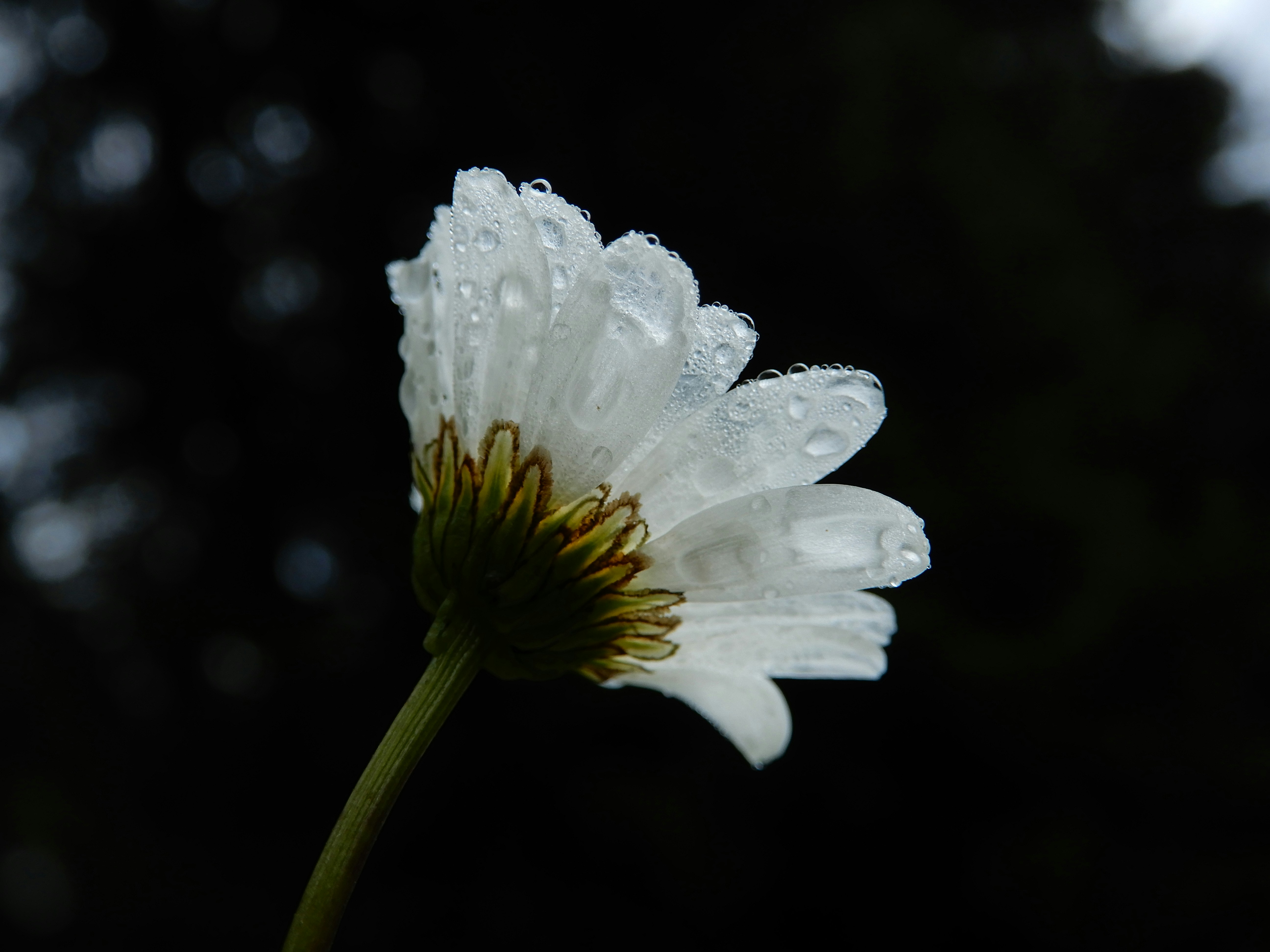 Delicate white flower with droplets of water glistening on its petals, set against a dark, blurred background.