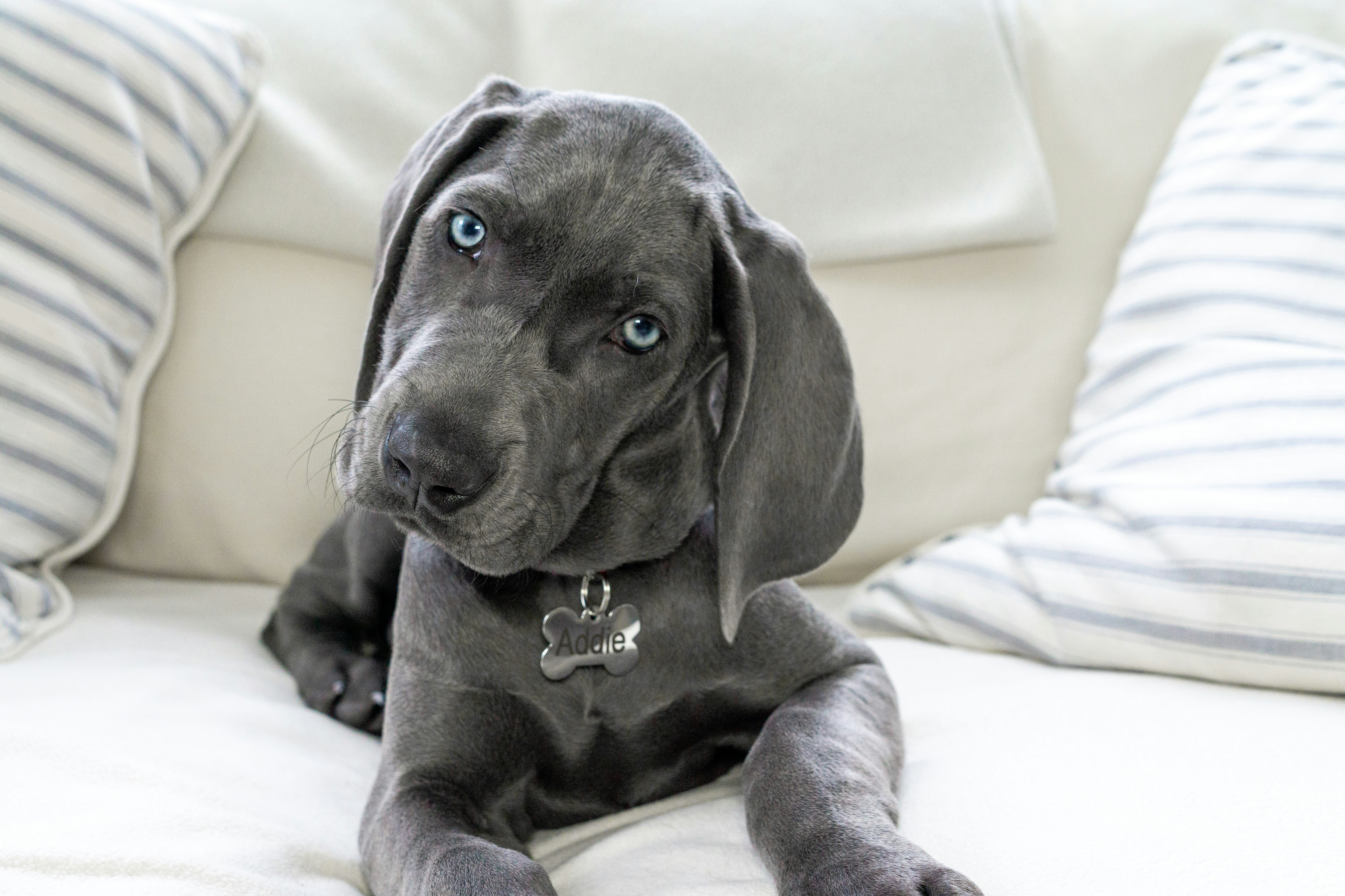 Foto Perro gris de pelo corto acostado en una cama blanca – Imagen ...
