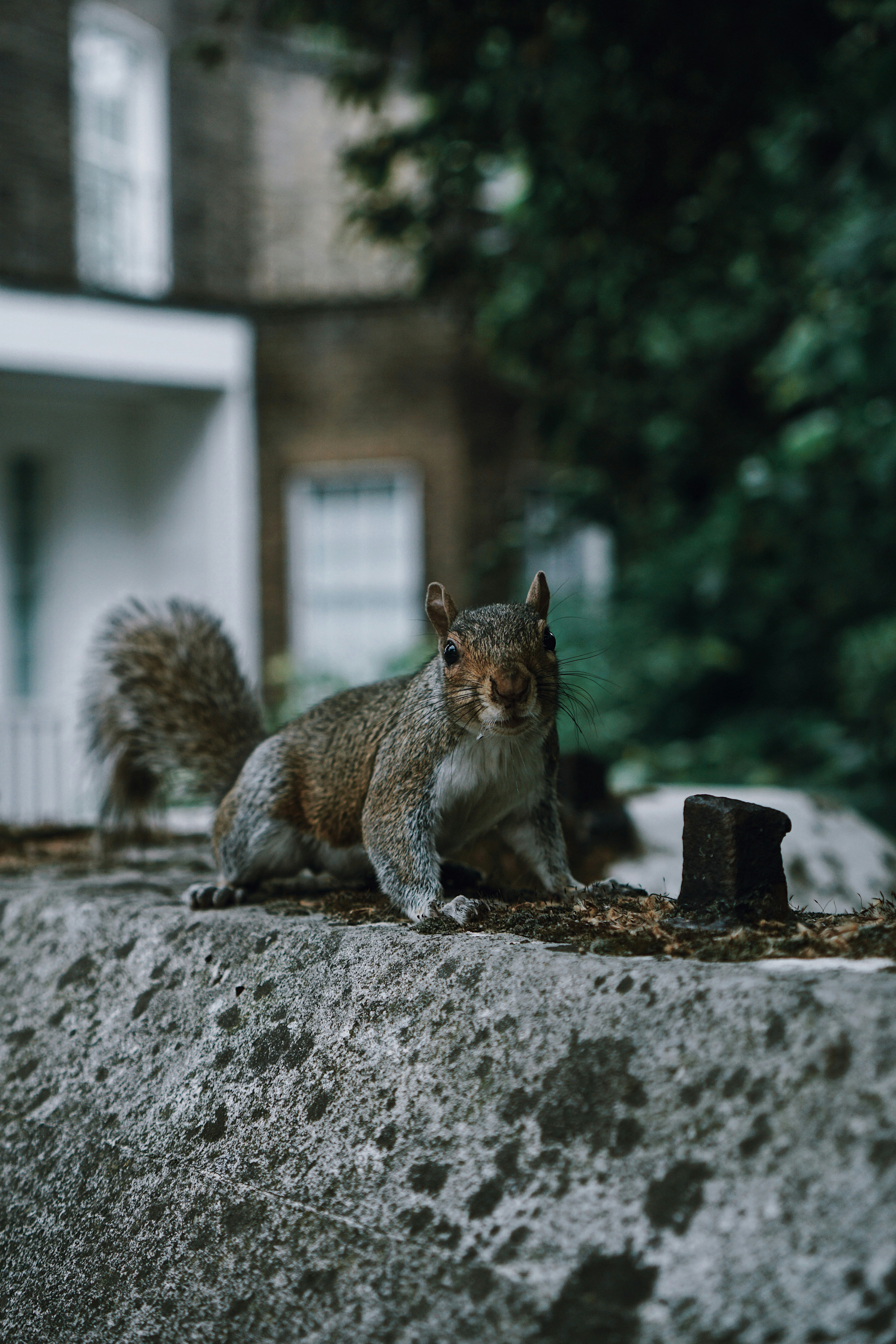 Curious Squirrel on a Mossy Concrete Ledge