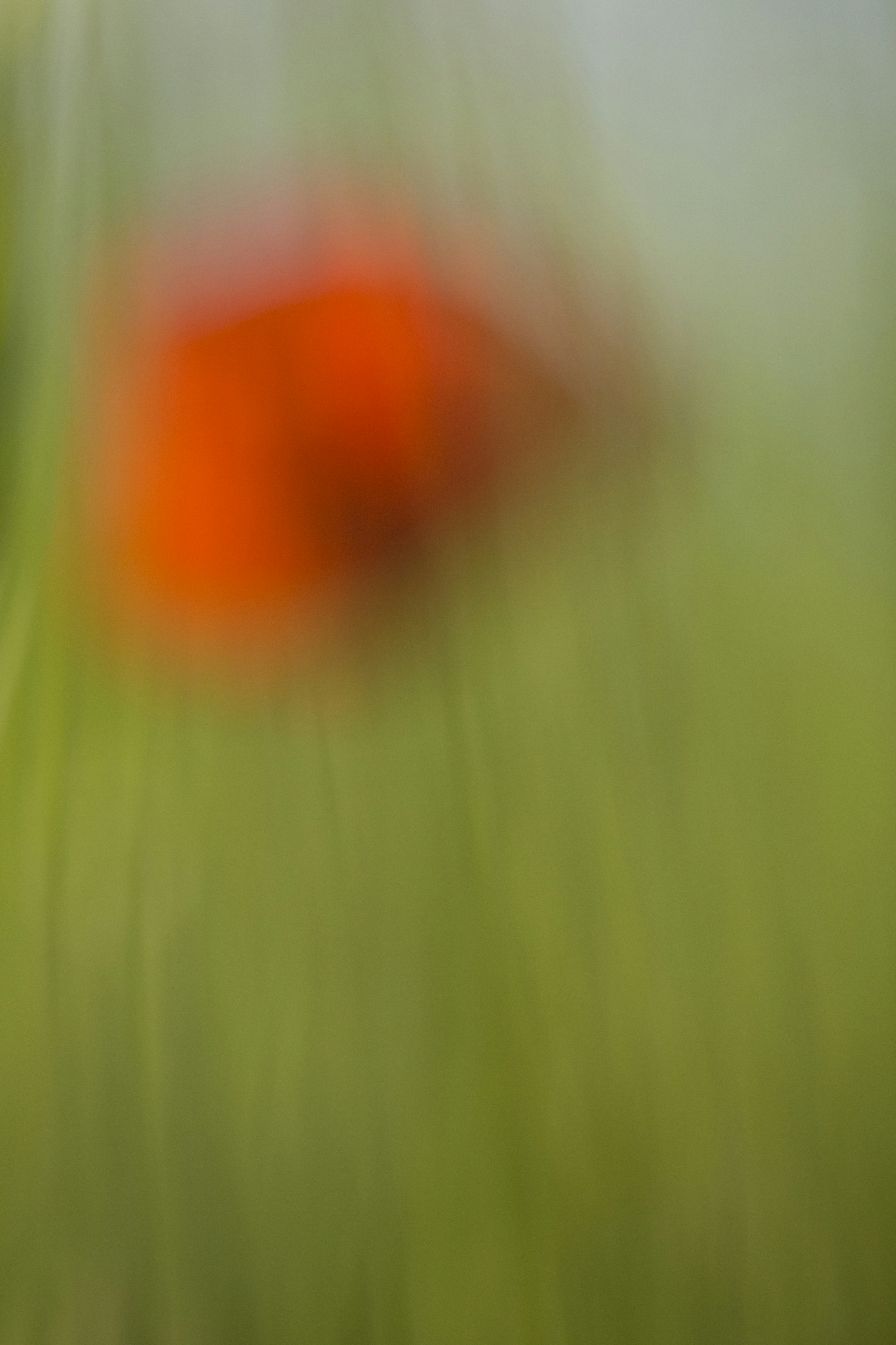 Crimson Bloom Blurred Through a Sea of Grass