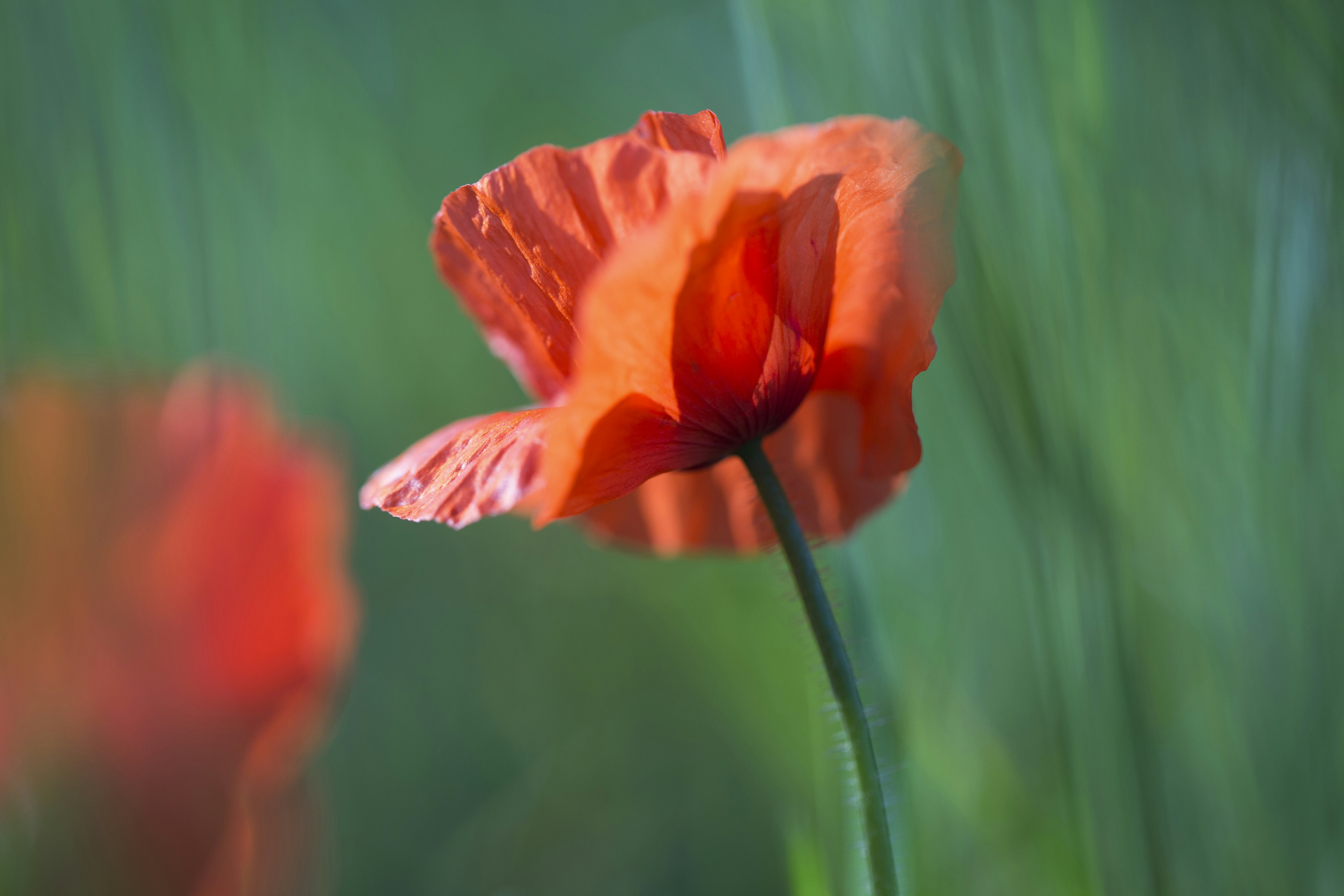 Vibrant red poppy swaying gently amidst lush green grass. The delicate petals catch the sunlight, creating a soft, ethereal glow.