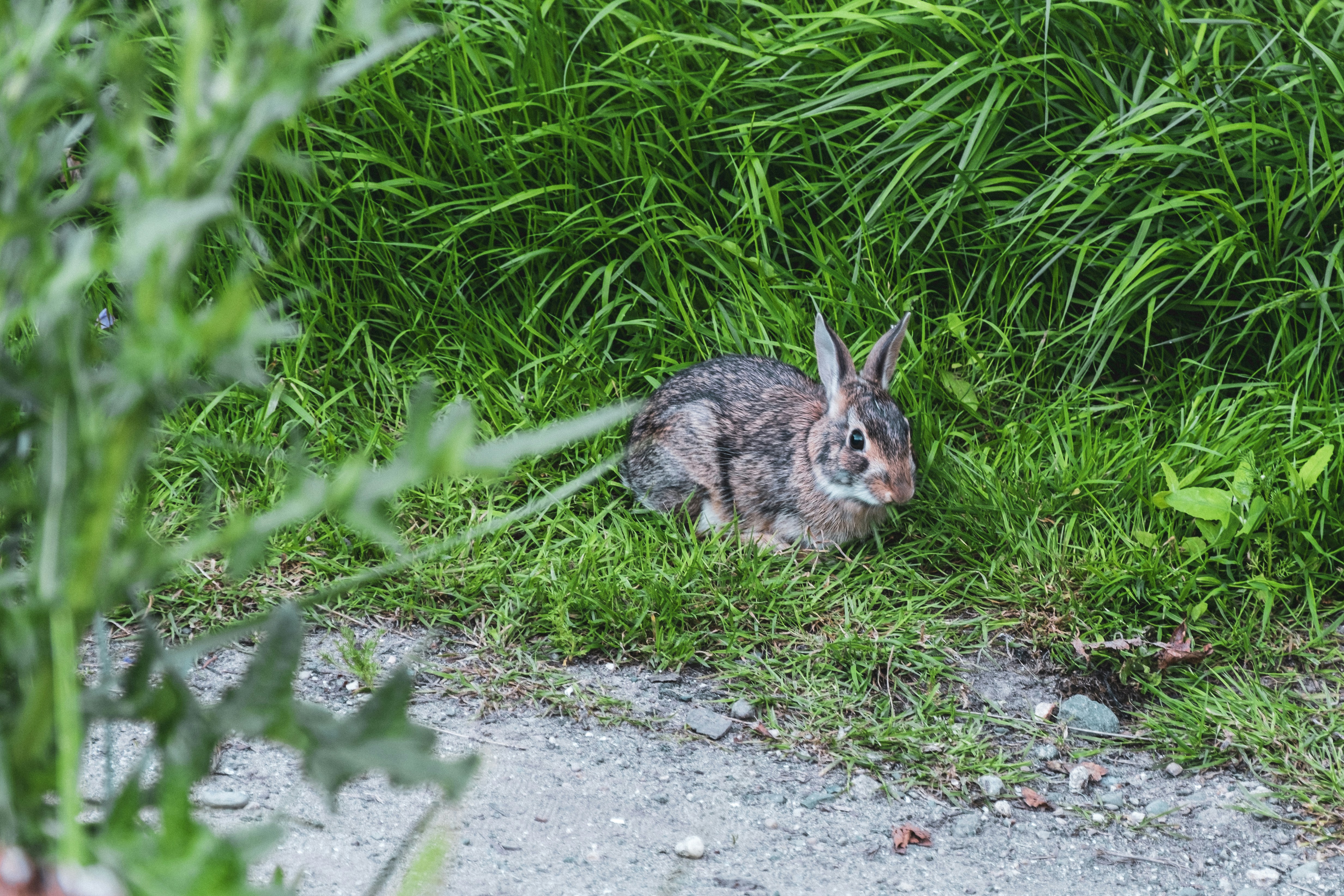 Whiskers in the Verge: Rabbit at the Edge of a Gravel Path