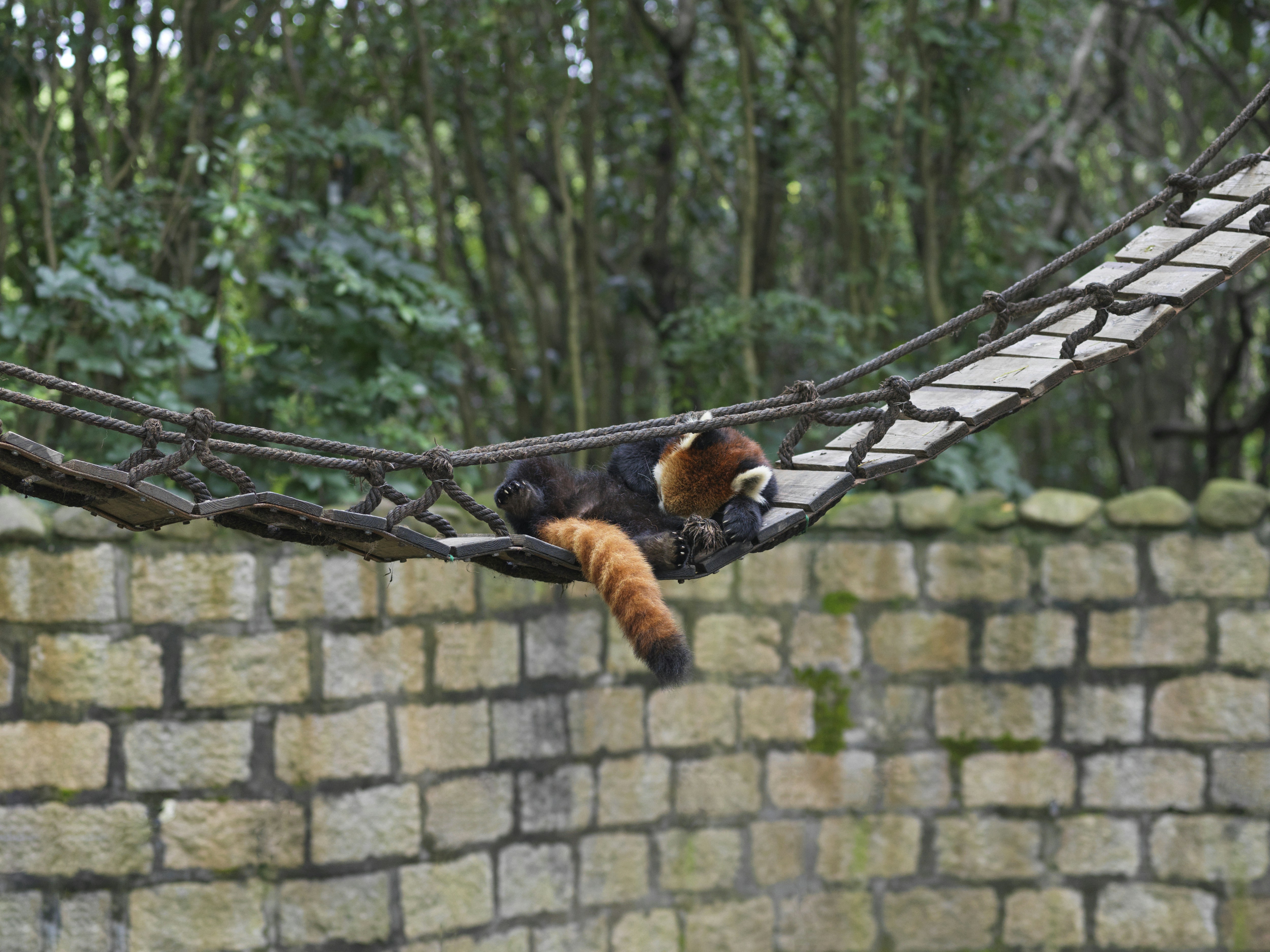Amber Tails on a Rope Bridge: Quiet Pause Above a Stone Wall