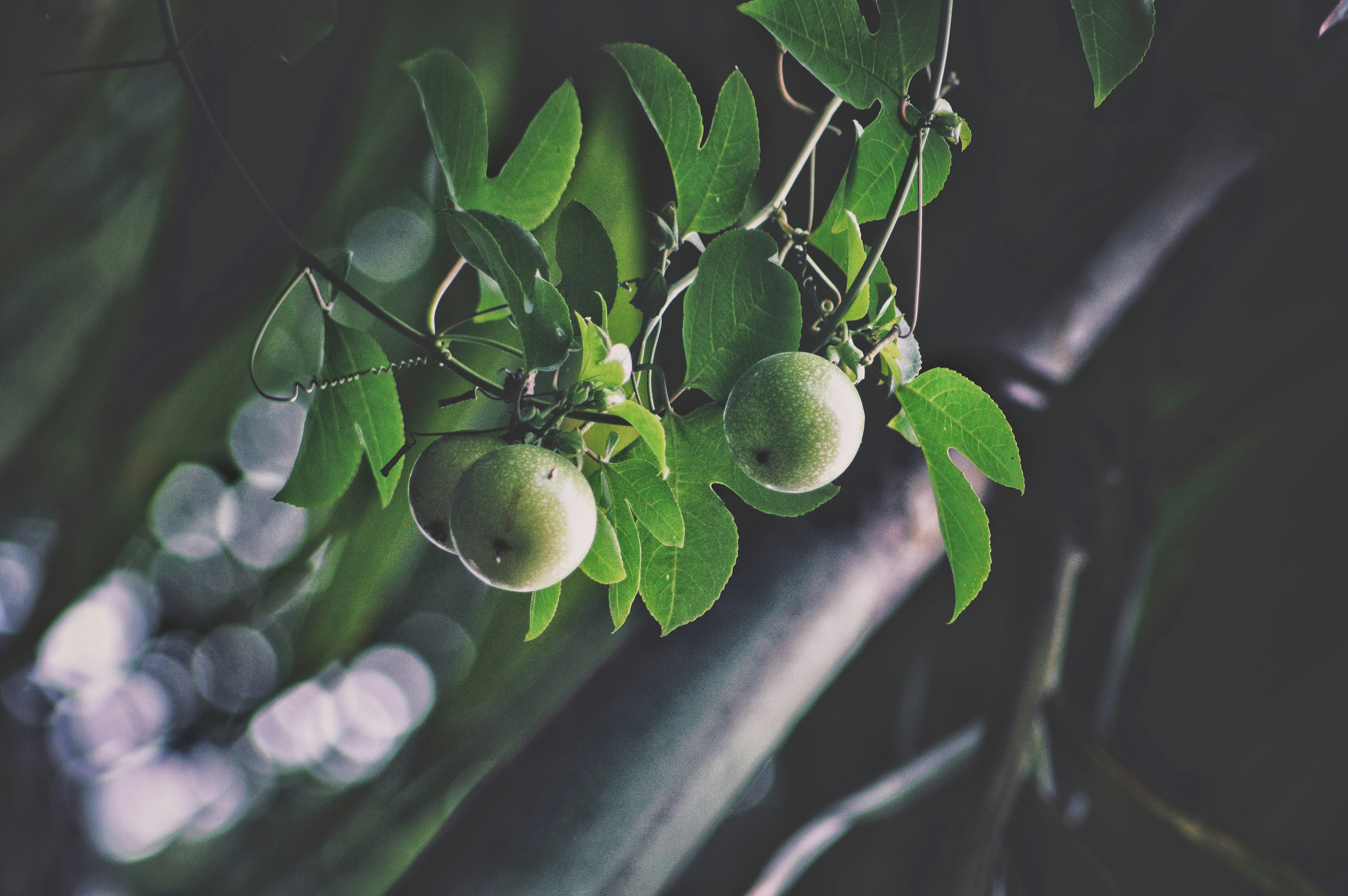 Cluster of unripe green fruits nestled among vibrant leaves, set against a softly blurred background. 