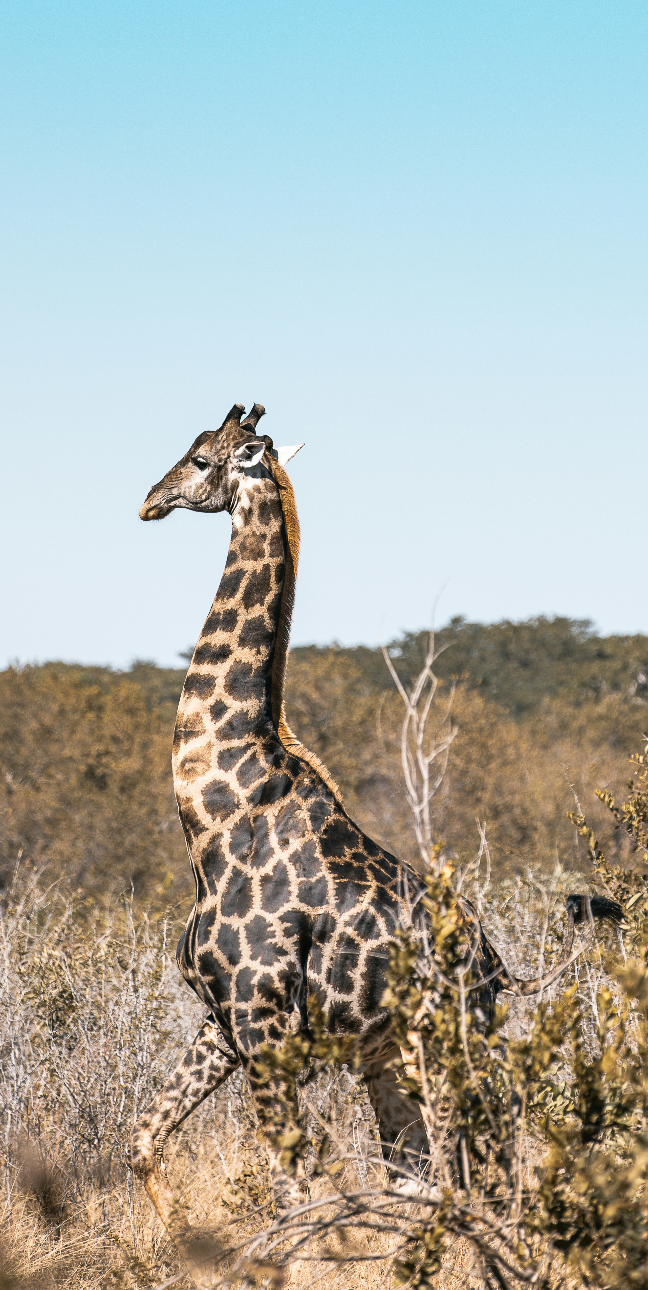 A giraffe gracefully walks through a sunlit savannah, showcasing its distinctive patterns against a clear blue sky.