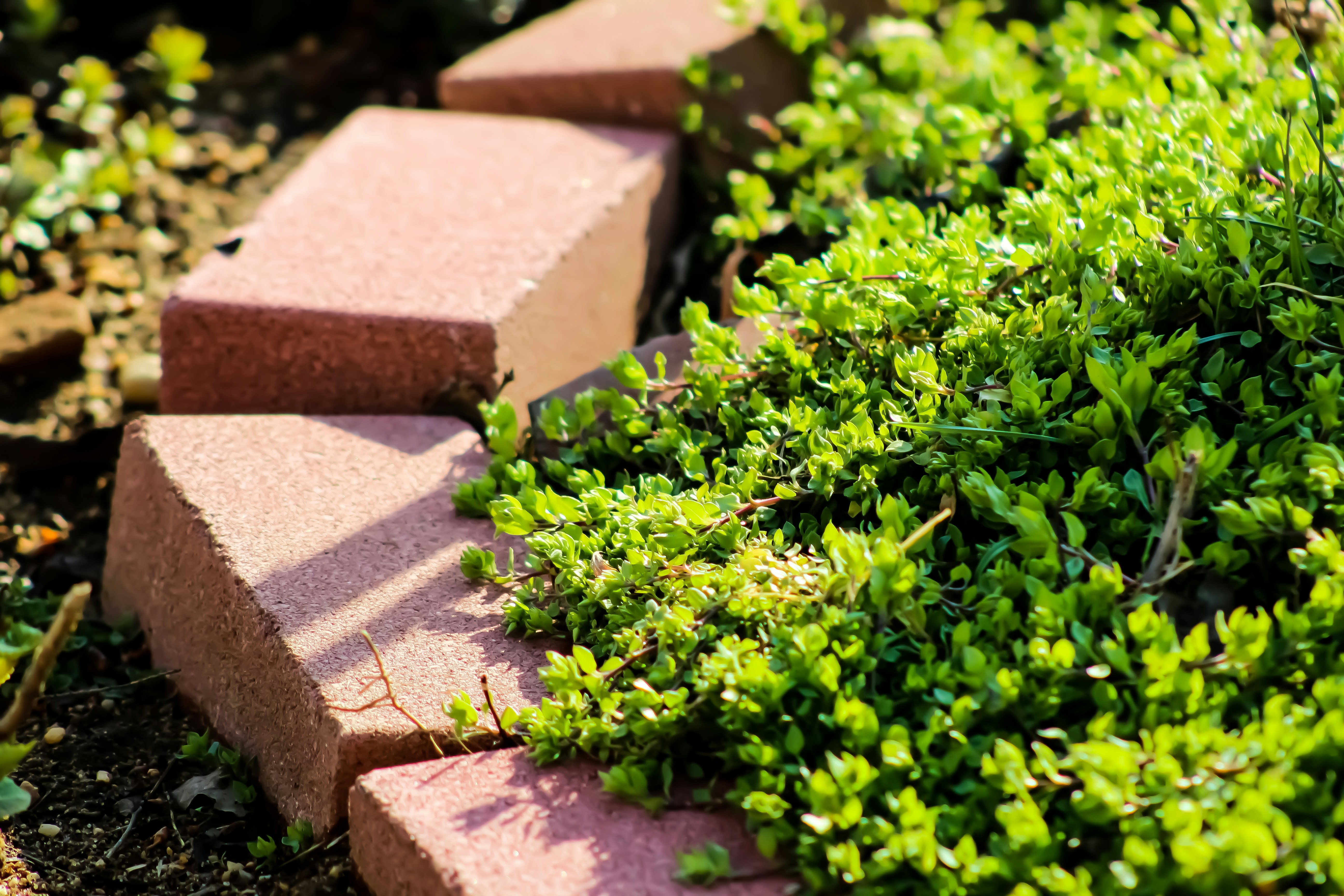Vibrant green ground cover intertwines with rustic stone pavers, illustrating the harmony between nature and landscaping.