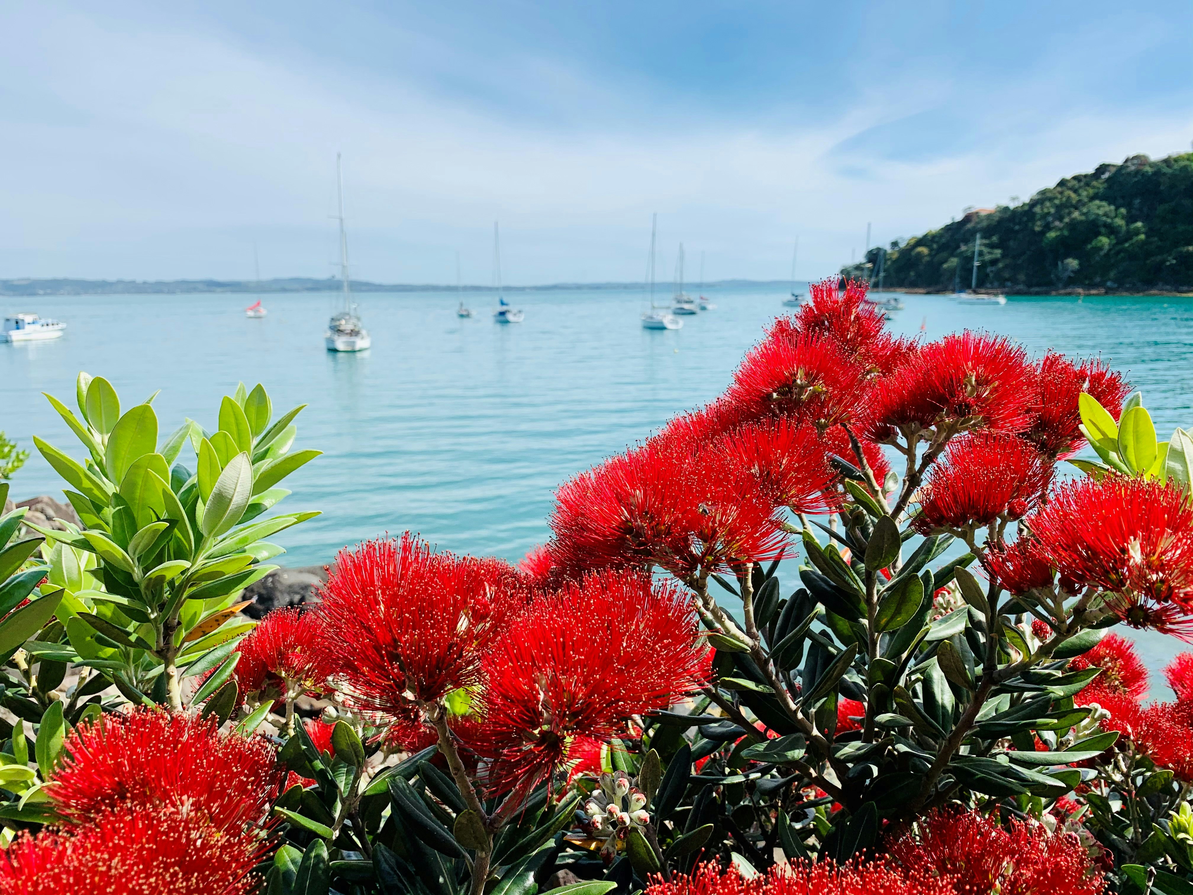 Red flowers near body of water during daytime photo – Free Waiheke ...