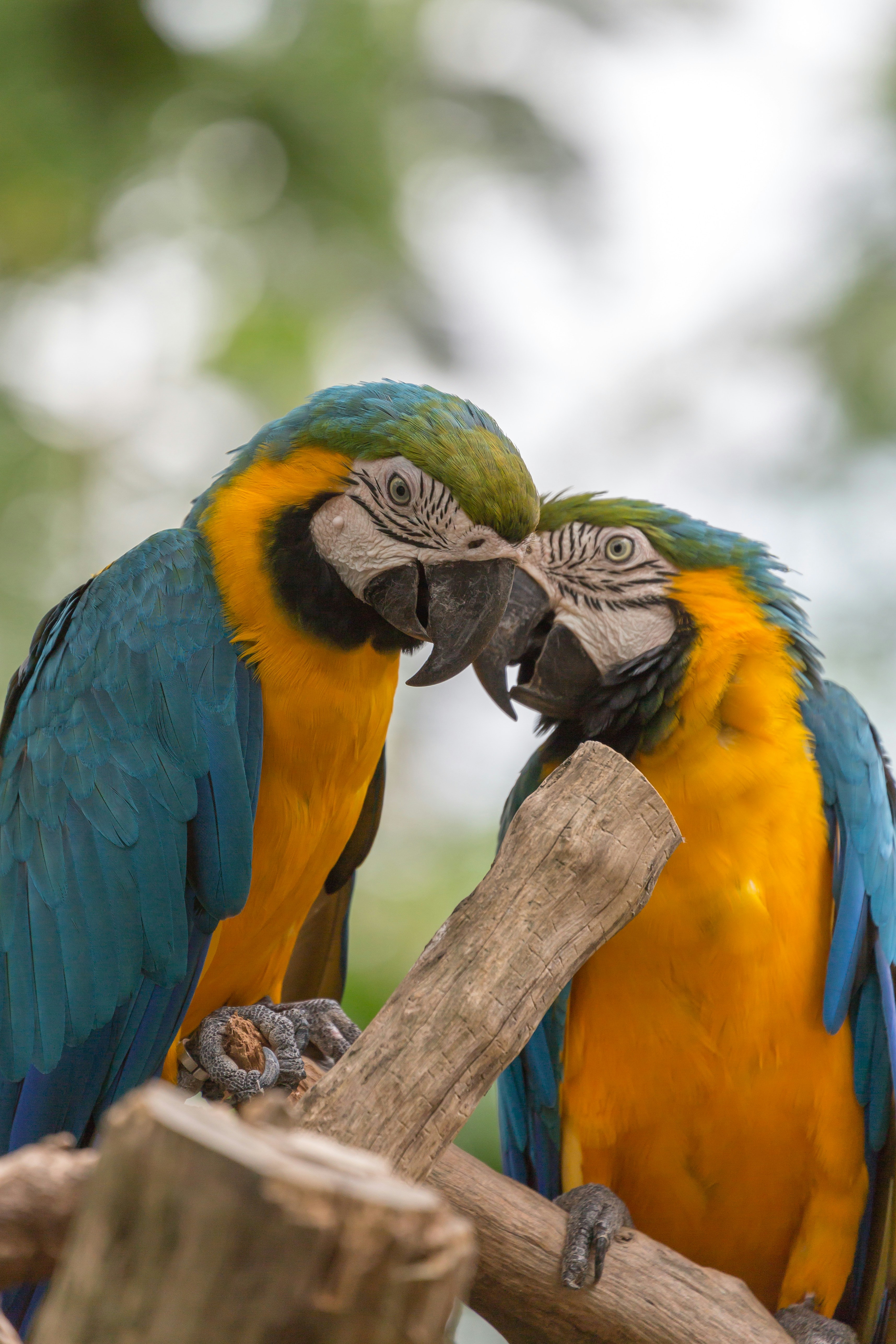 Two Blue-and-Yellow Macaws Share a Gentle Nuzzling Moment