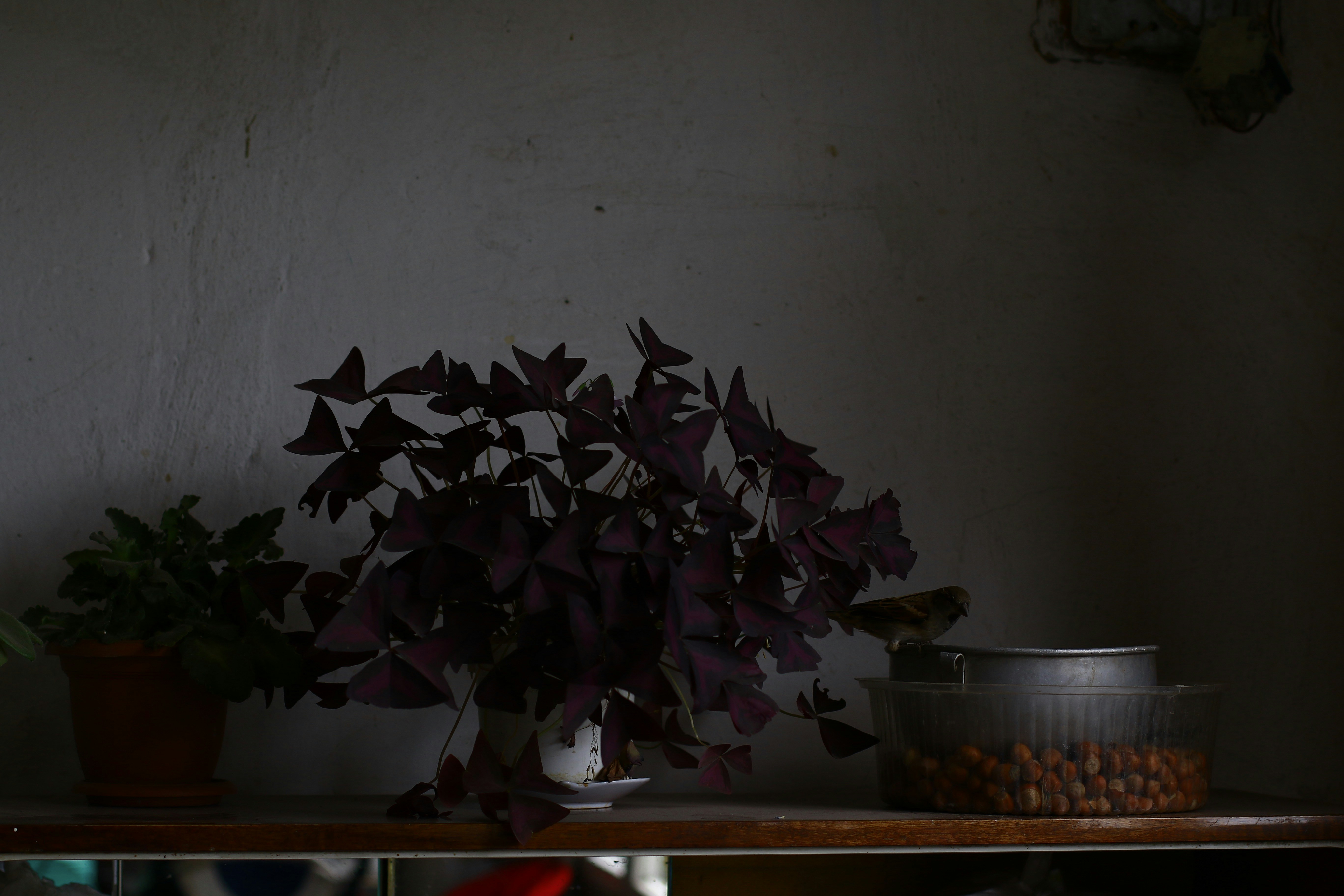 A vibrant purple shamrock plant sits beside a bowl of almonds on a wooden shelf, illuminated by soft light in a rustic setting.
